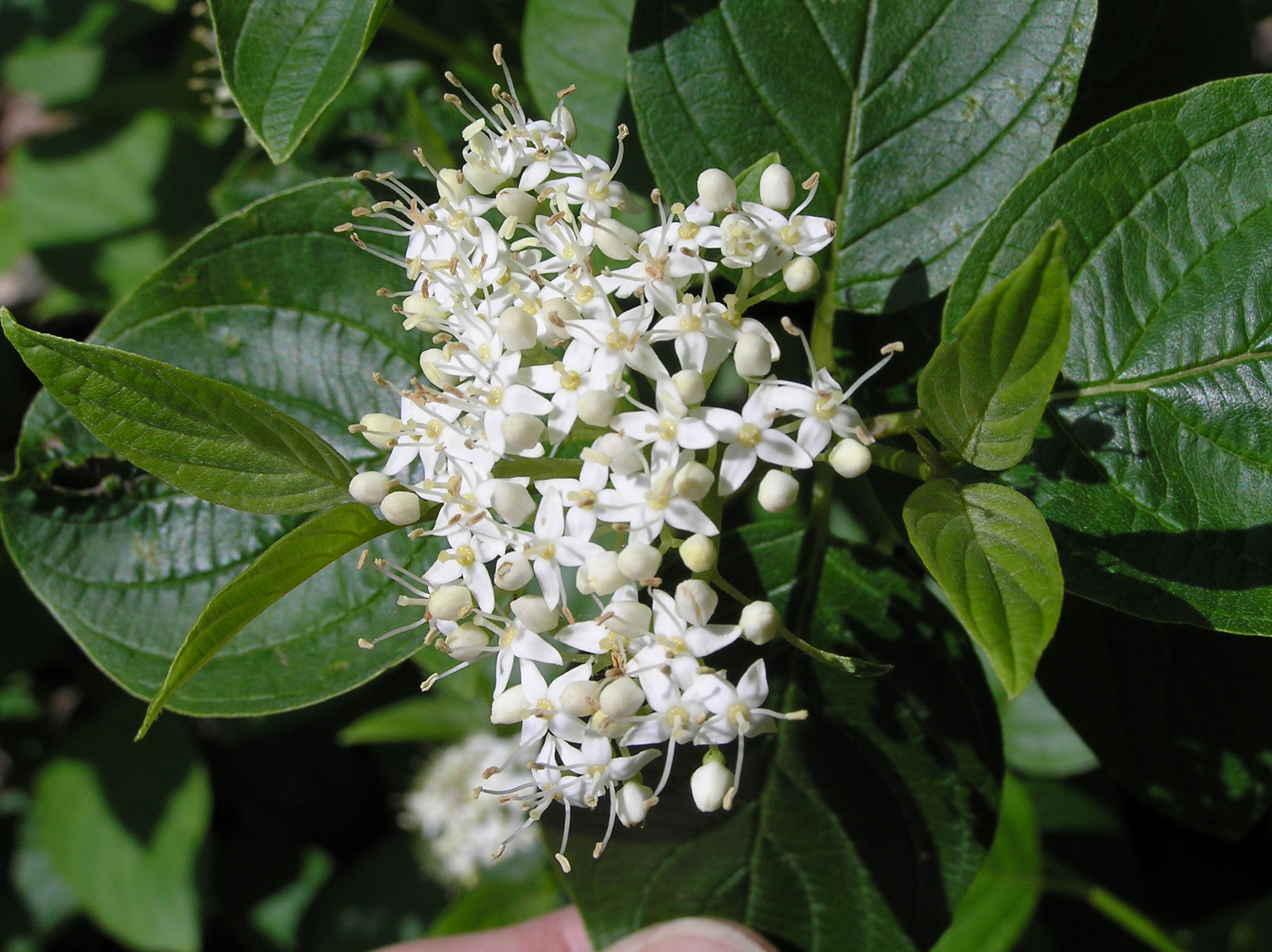 Native Trees of Indiana River Walk