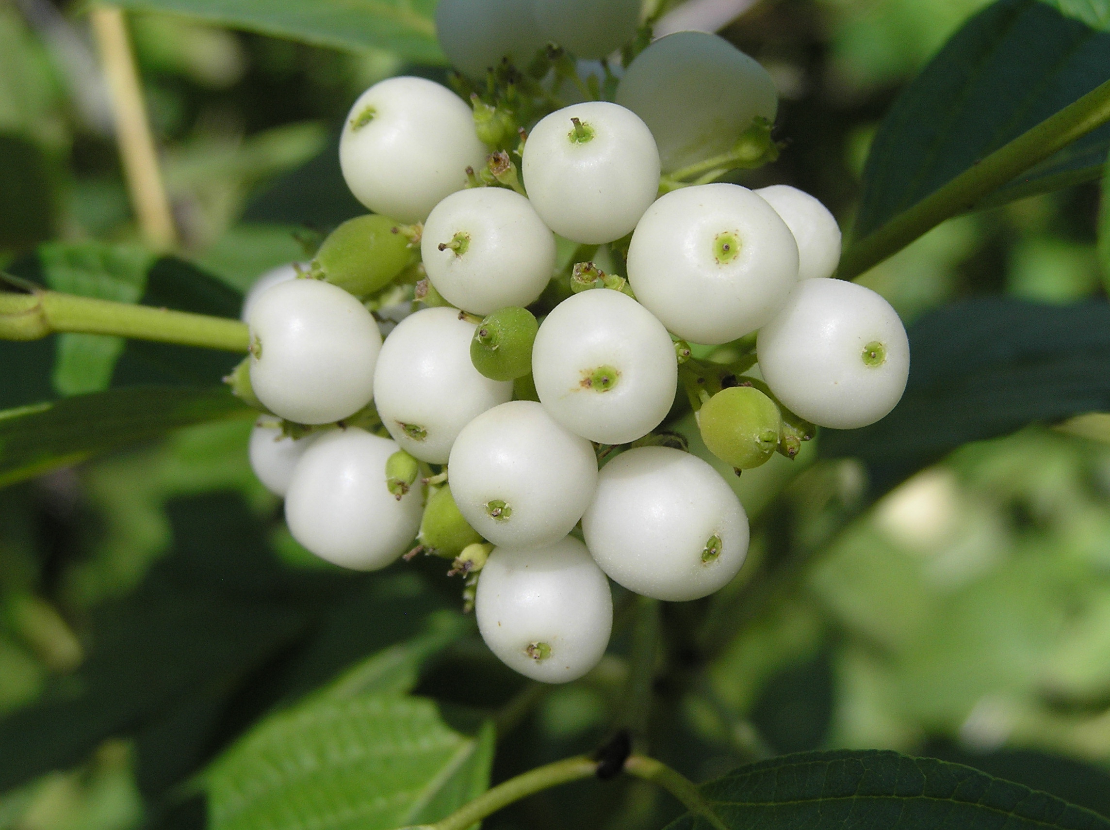 Native Trees of Indiana River Walk