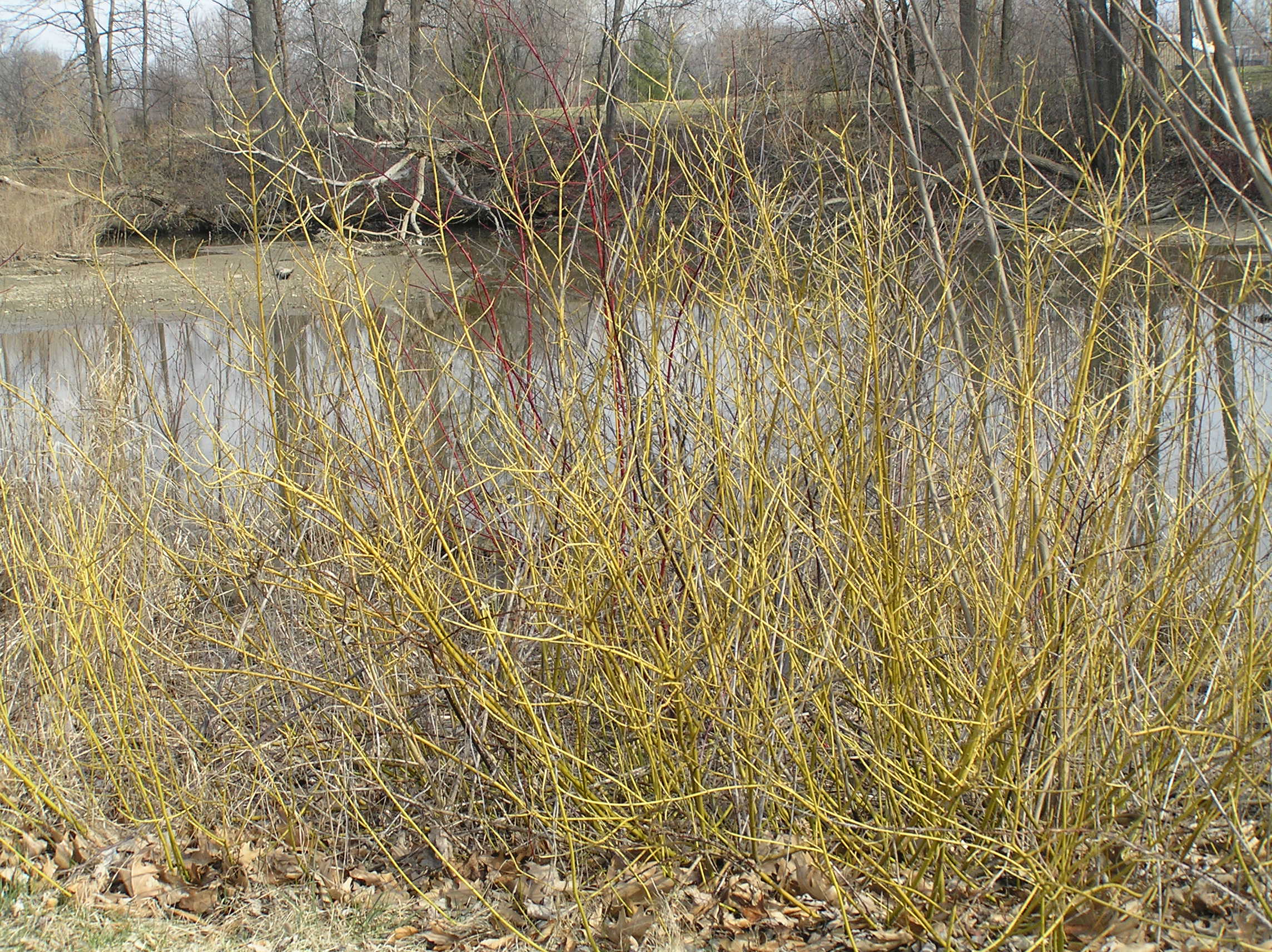 Native Trees of Indiana River Walk