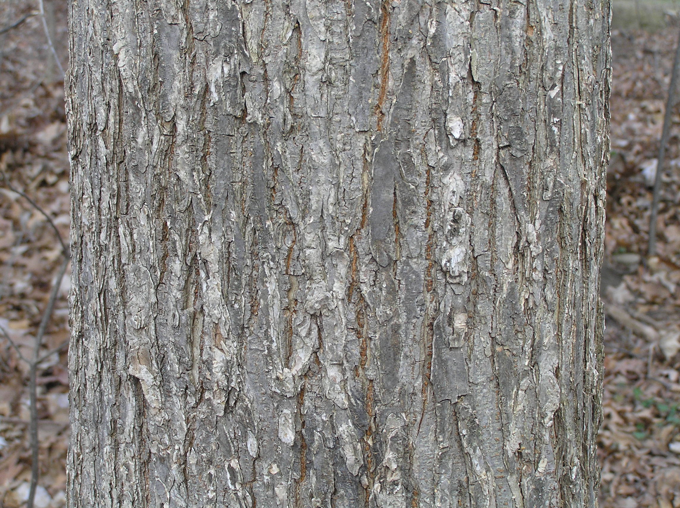 Native Trees of Indiana River Walk