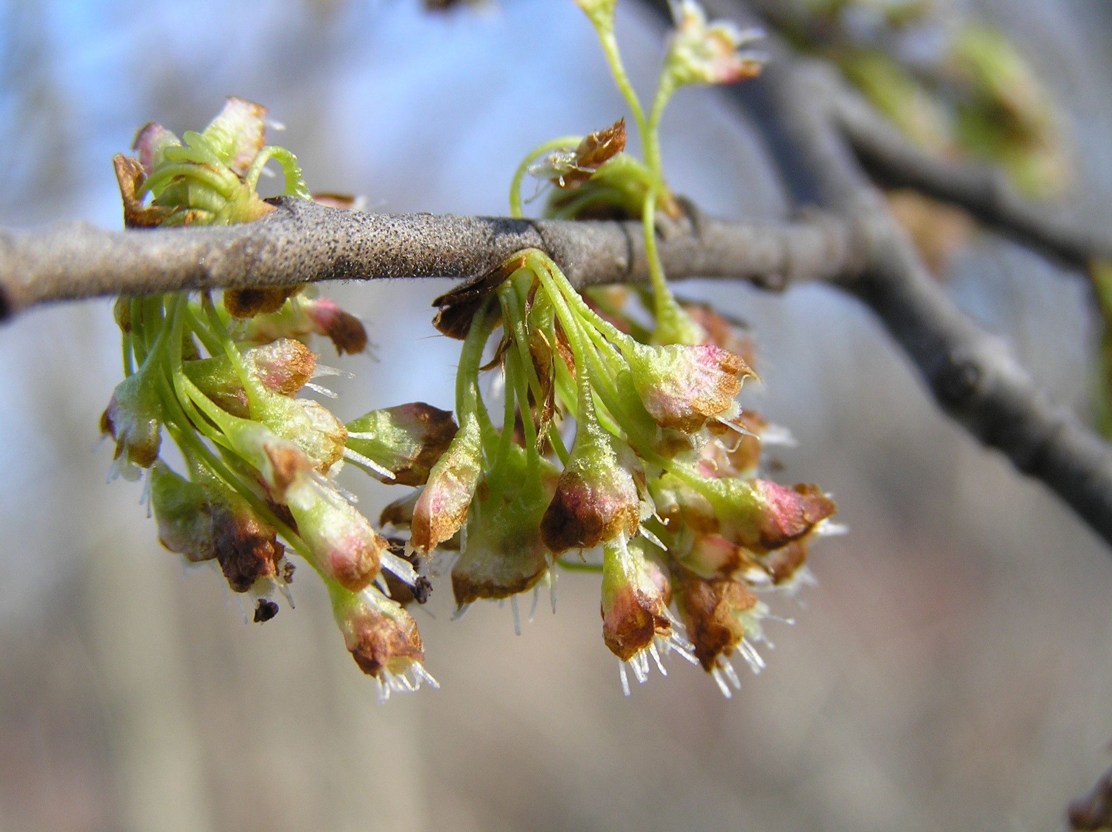 Native Trees of Indiana River Walk