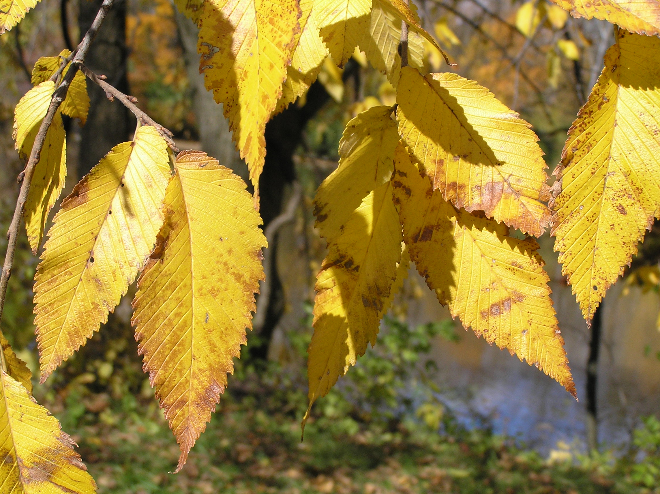 Native Trees of Indiana River Walk