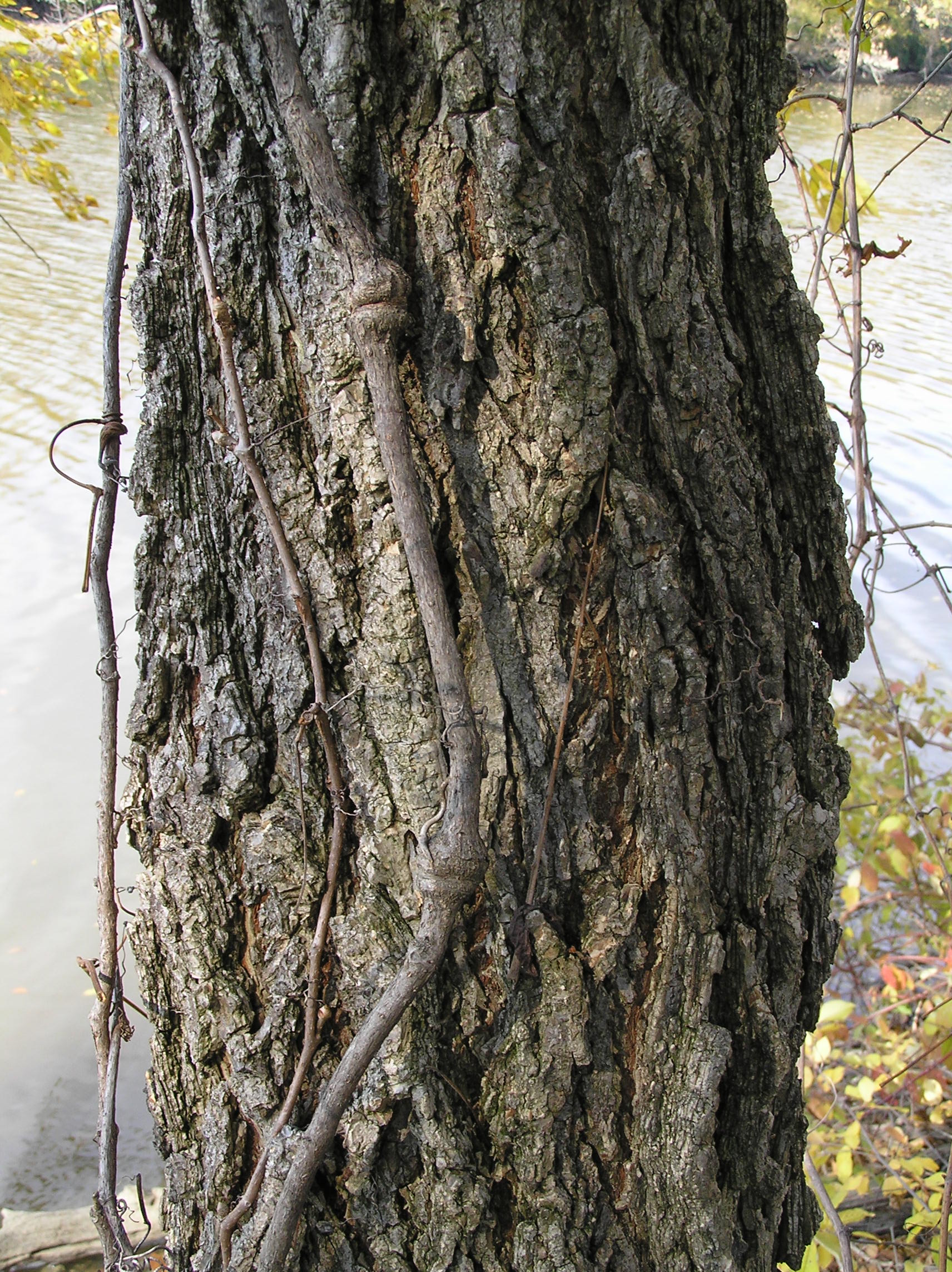 Native Trees of Indiana River Walk