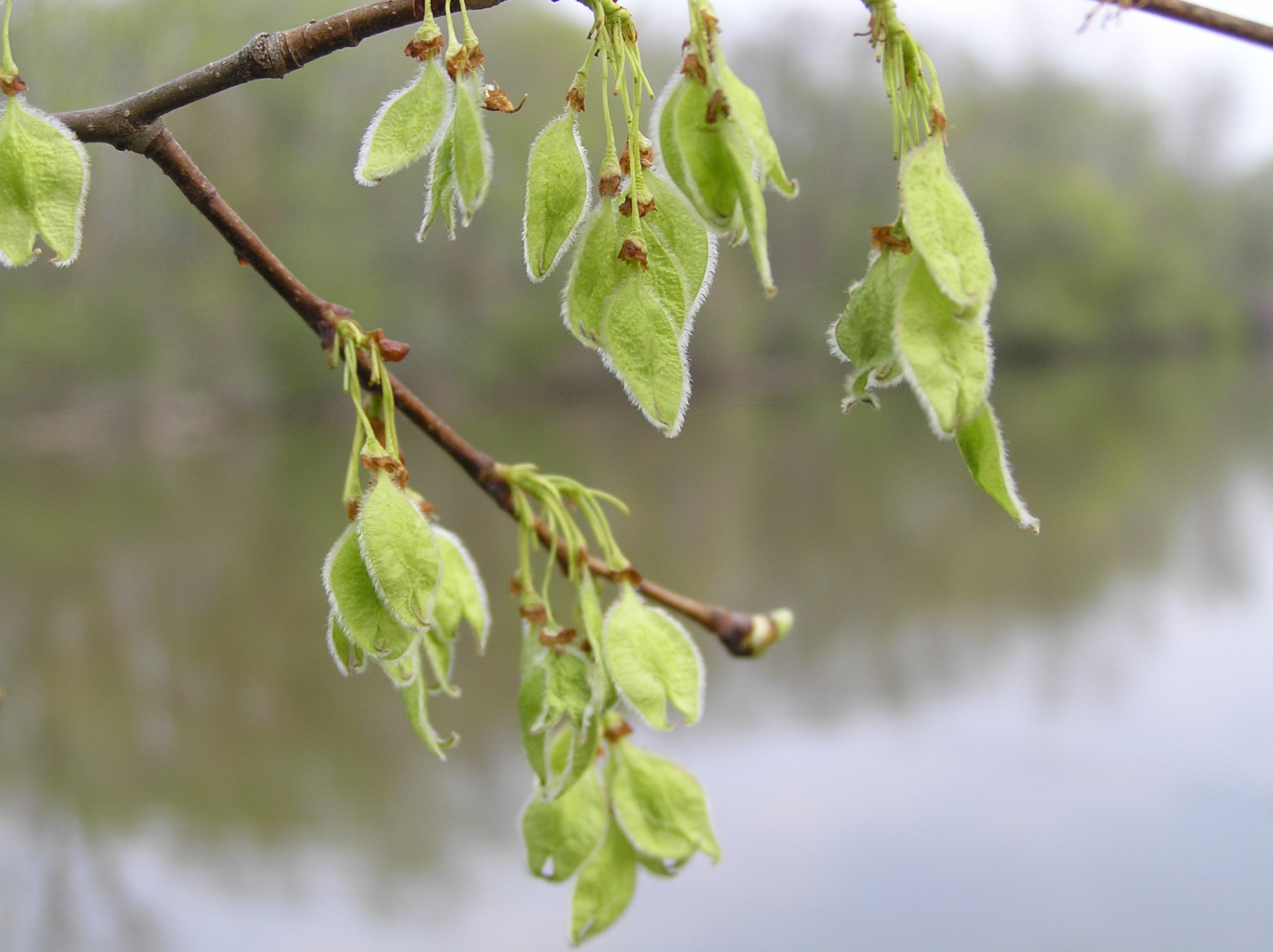 Native Trees of Indiana River Walk