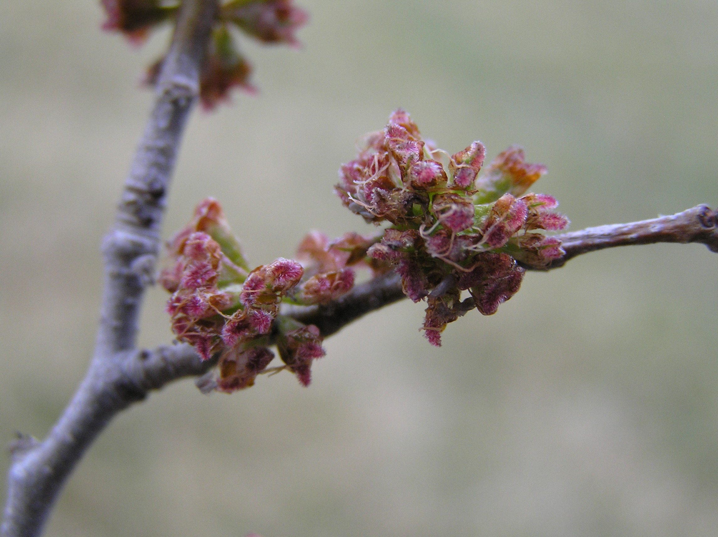 Native Trees of Indiana River Walk