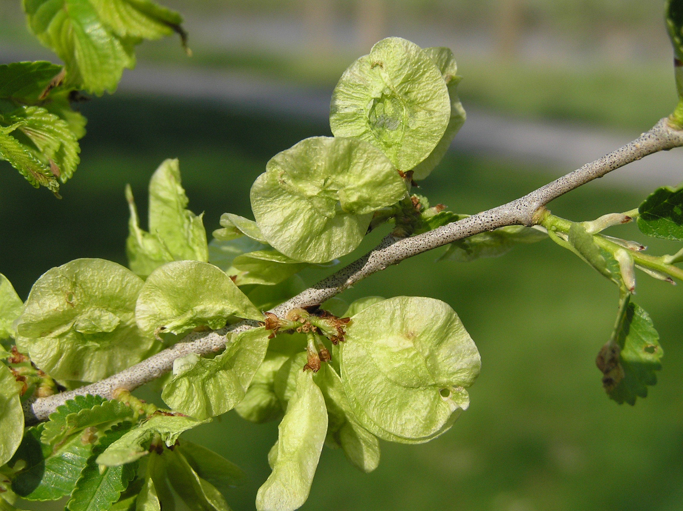 Native Trees of Indiana River Walk