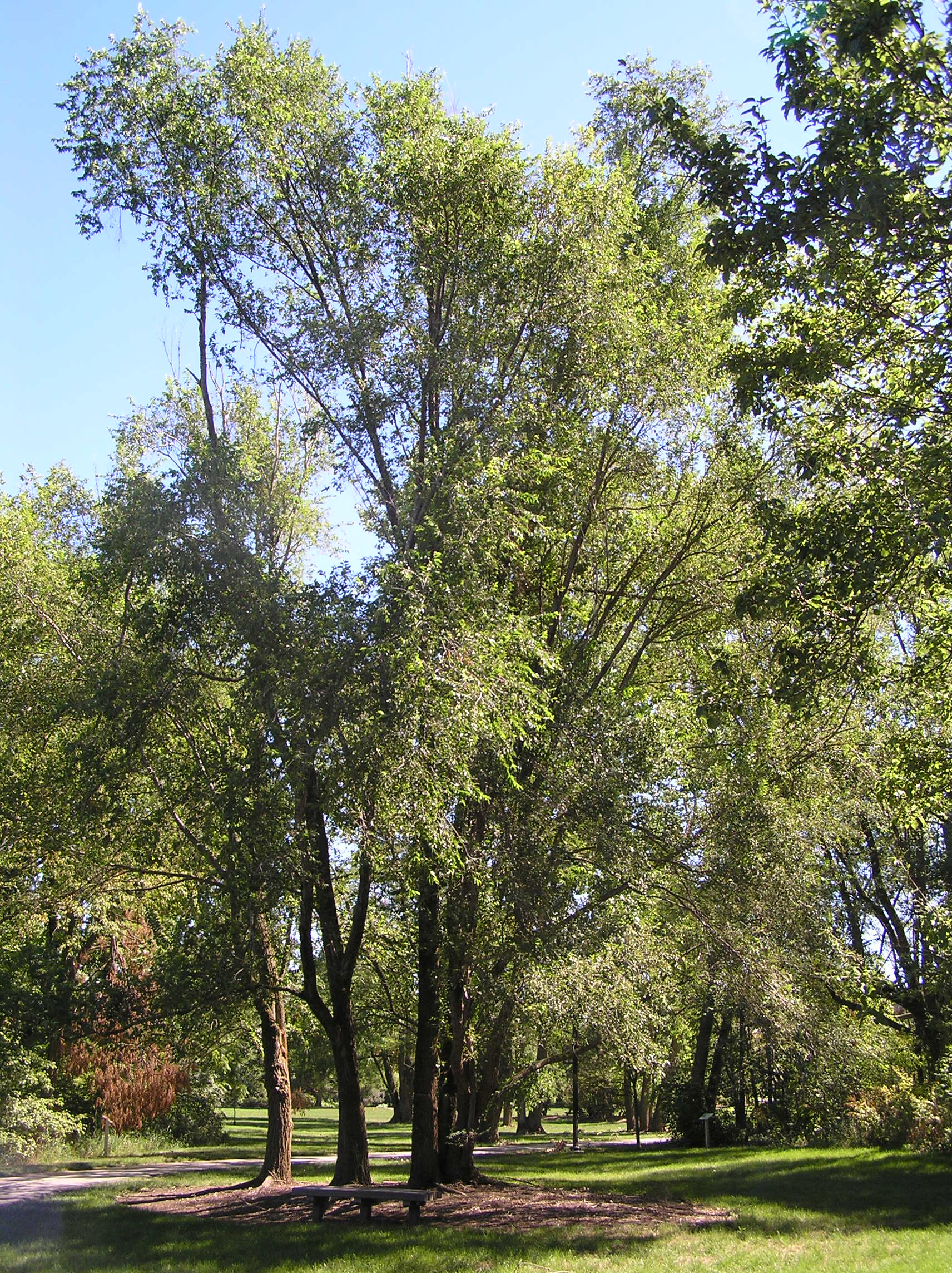 Native Trees of Indiana River Walk