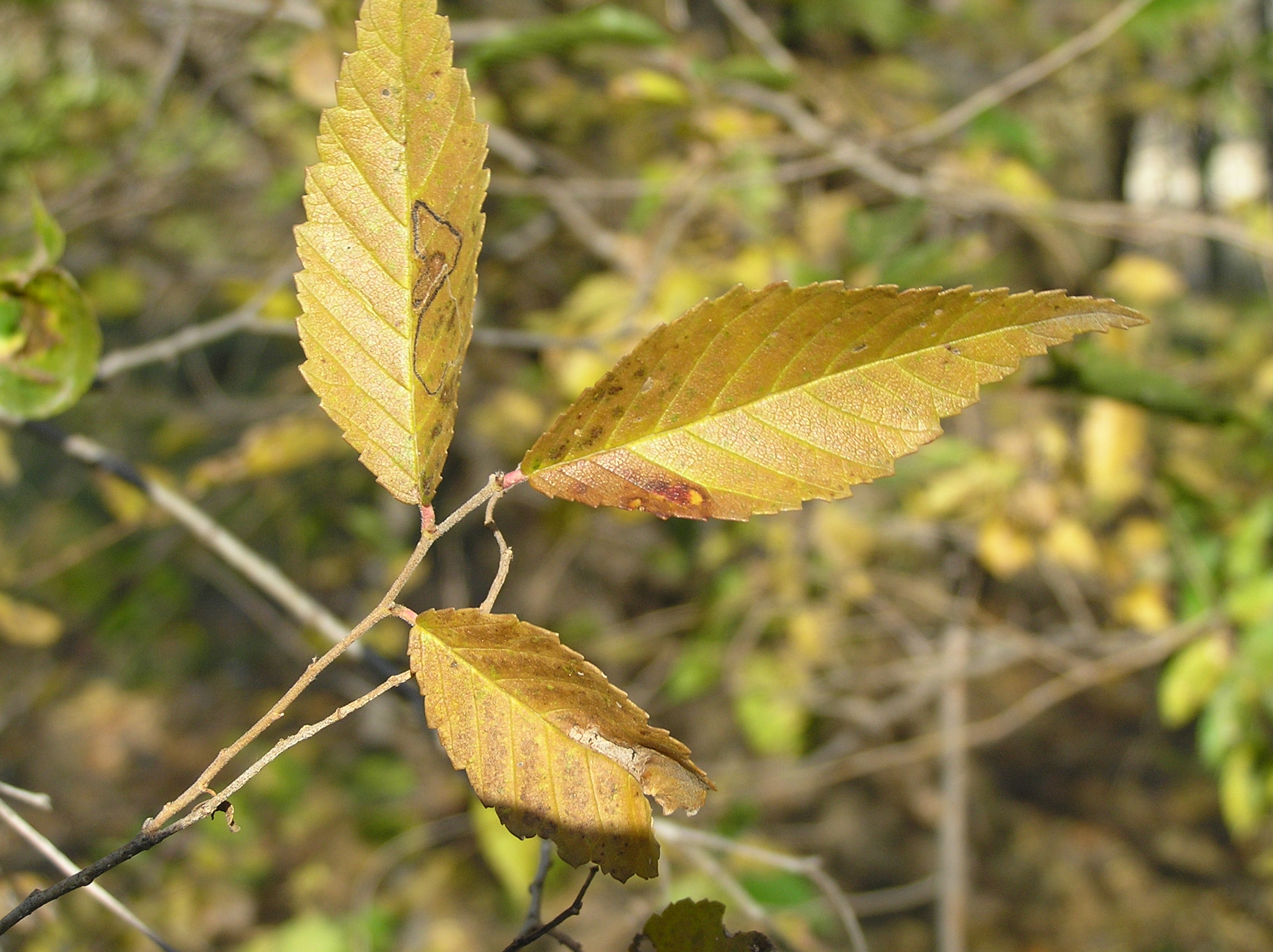 Native Trees of Indiana River Walk