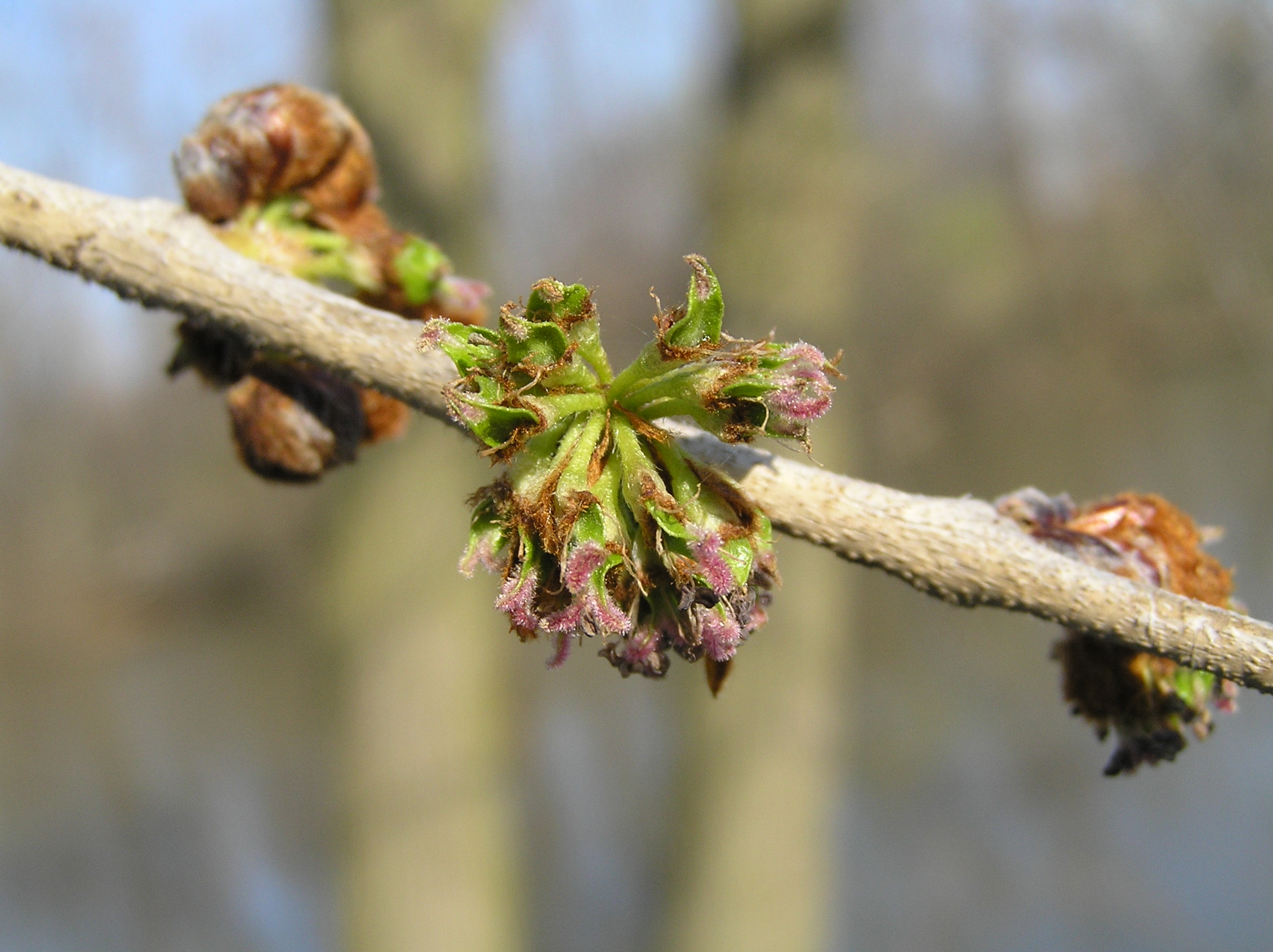 Native Trees of Indiana River Walk