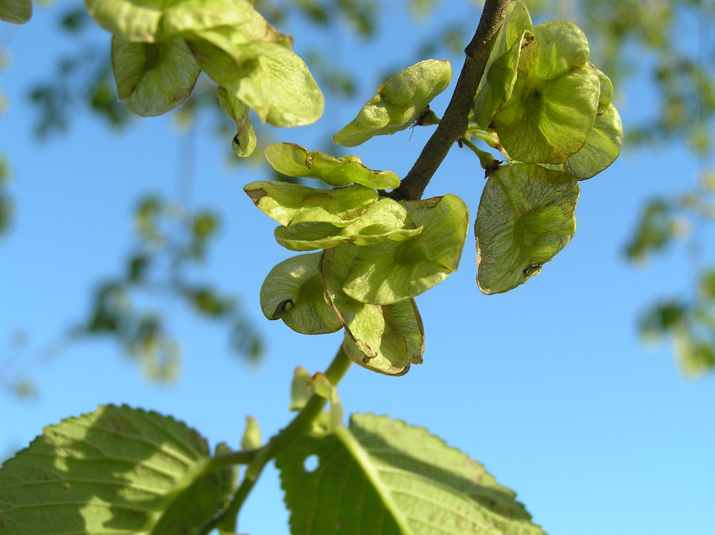 Native Trees of Indiana River Walk