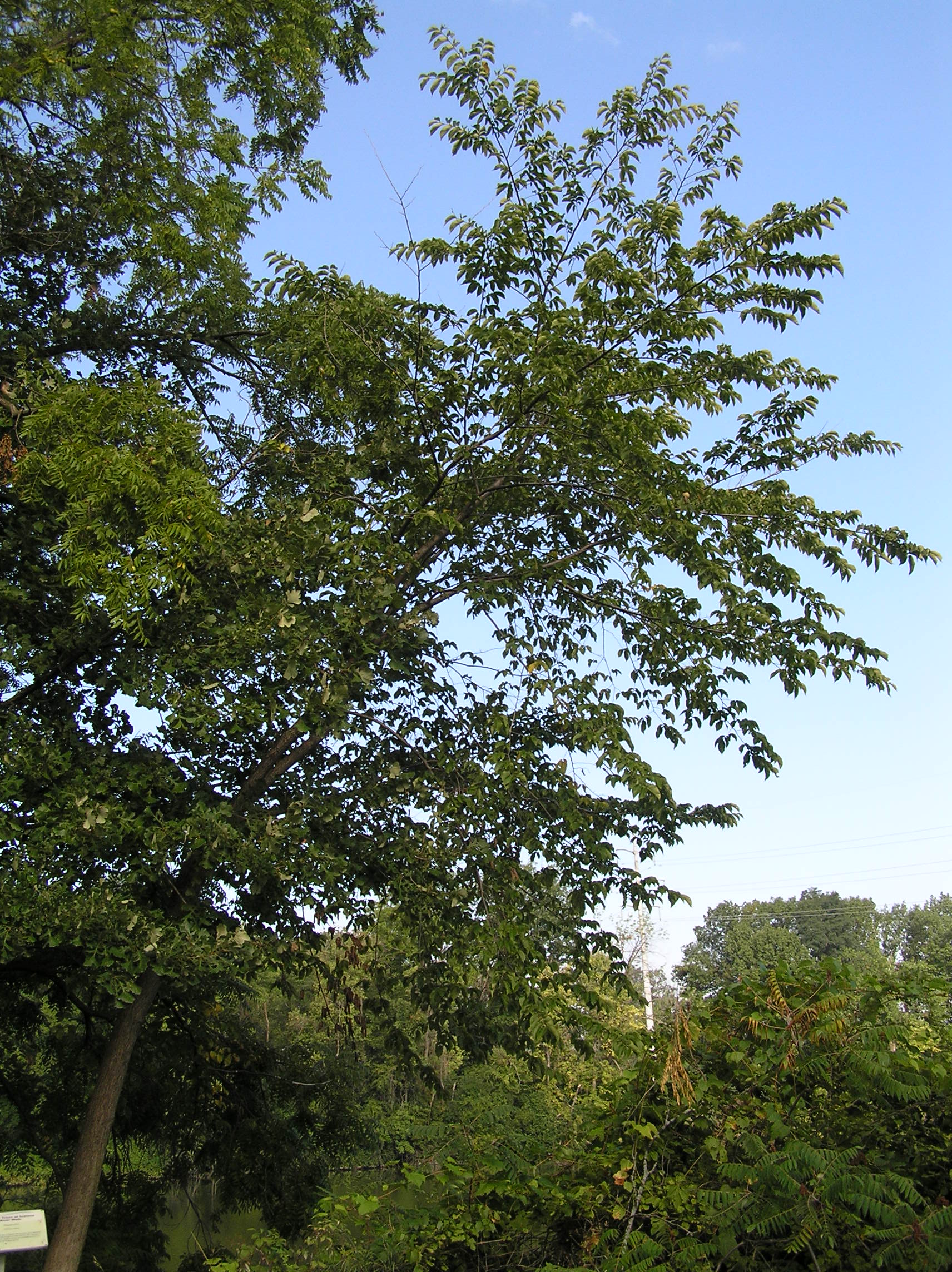 Native Trees of Indiana River Walk