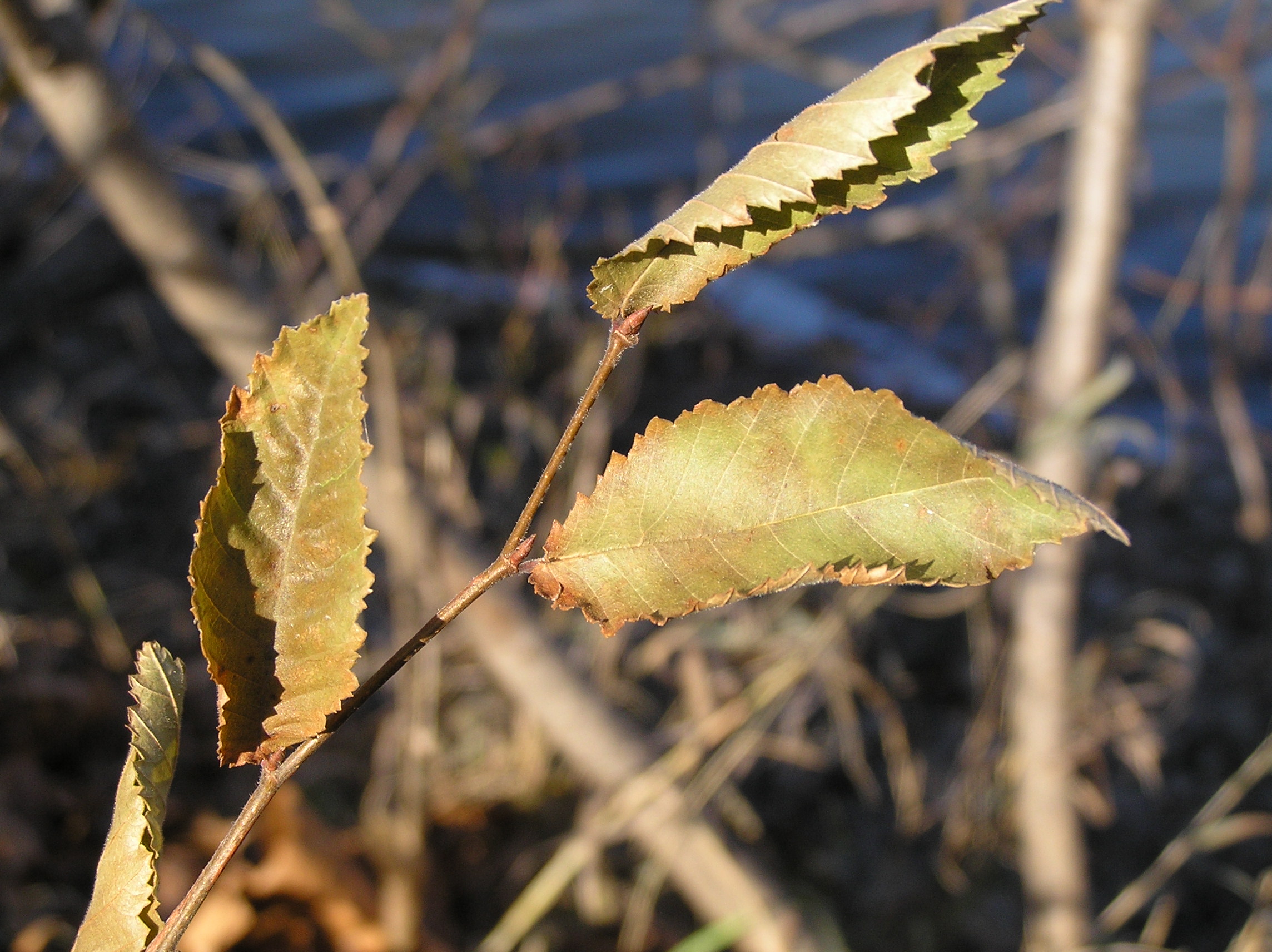Native Trees of Indiana River Walk