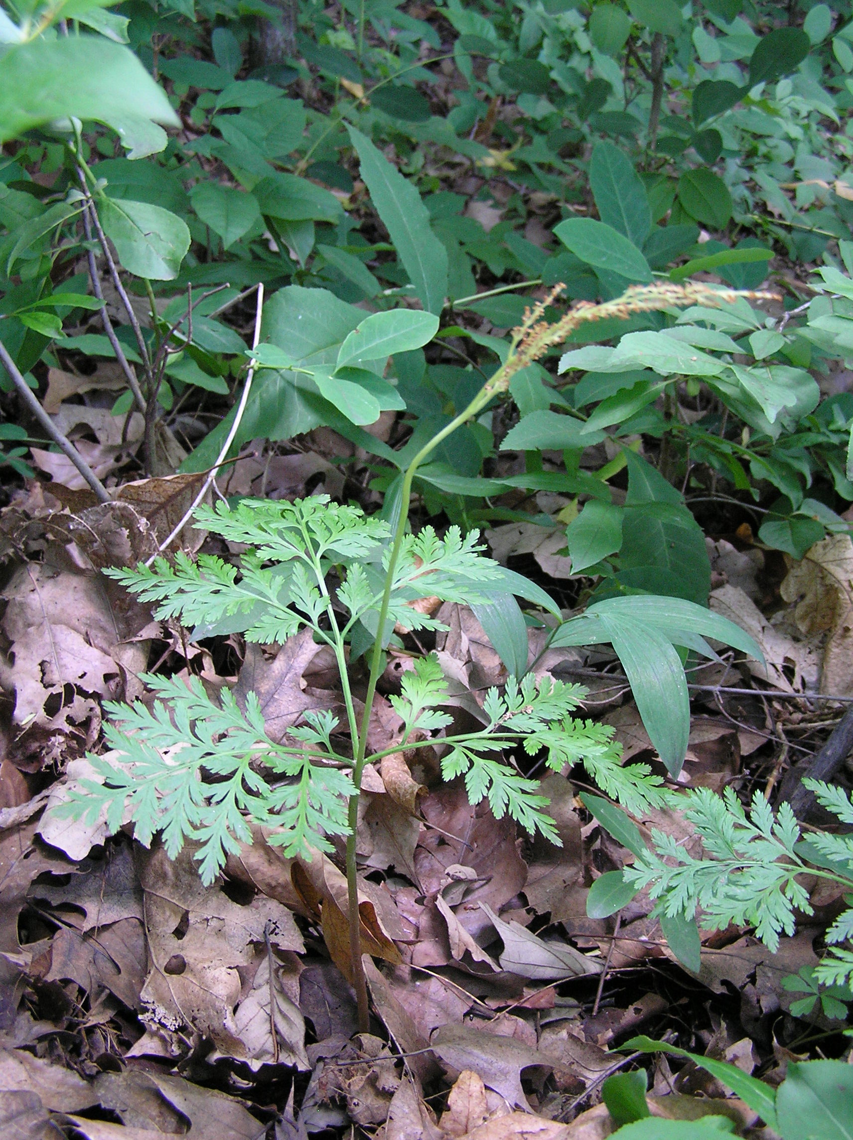 Native Trees of Indiana River Walk