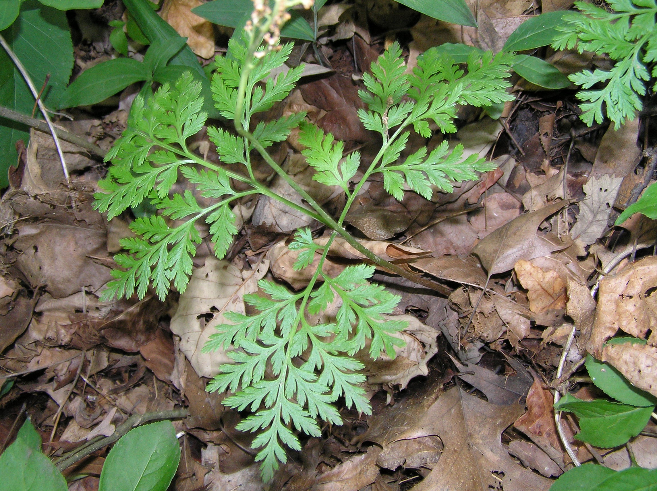 Native Trees of Indiana River Walk