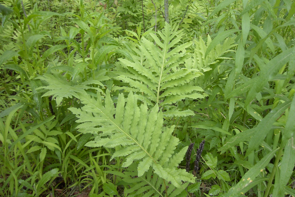 Native Trees of Indiana River Walk