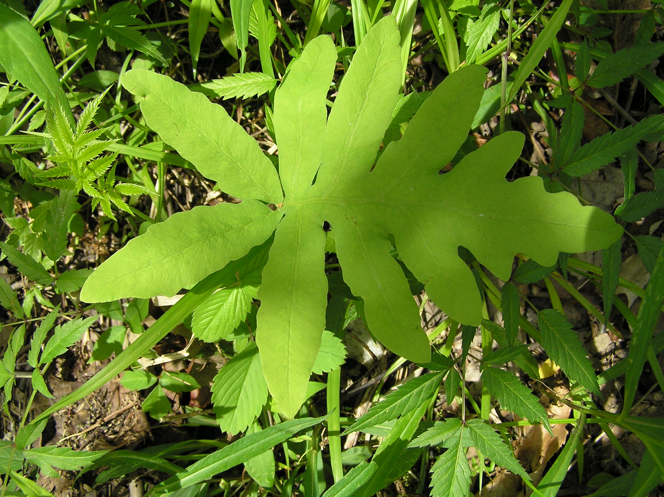 Native Trees of Indiana River Walk