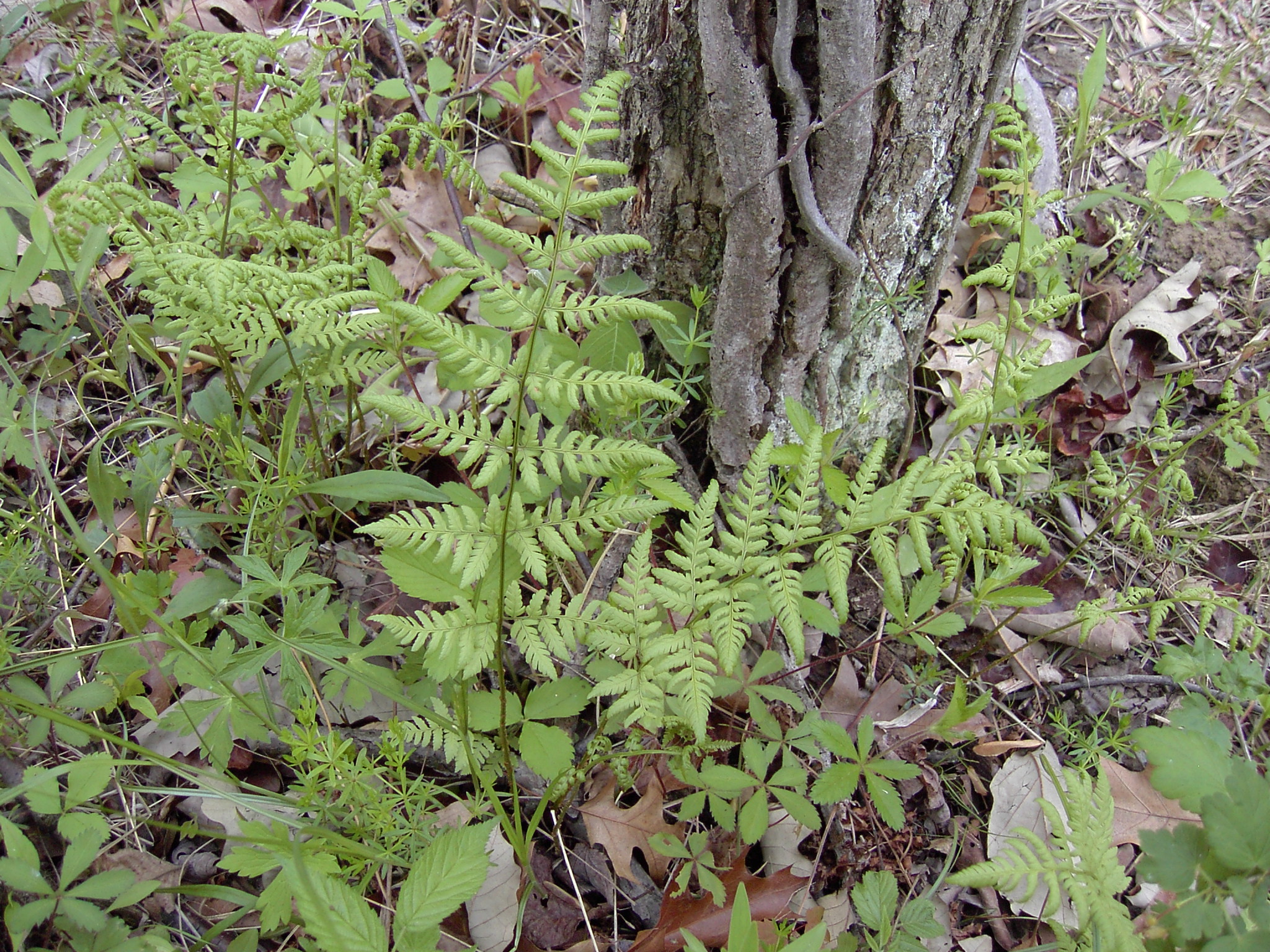Native Trees of Indiana River Walk
