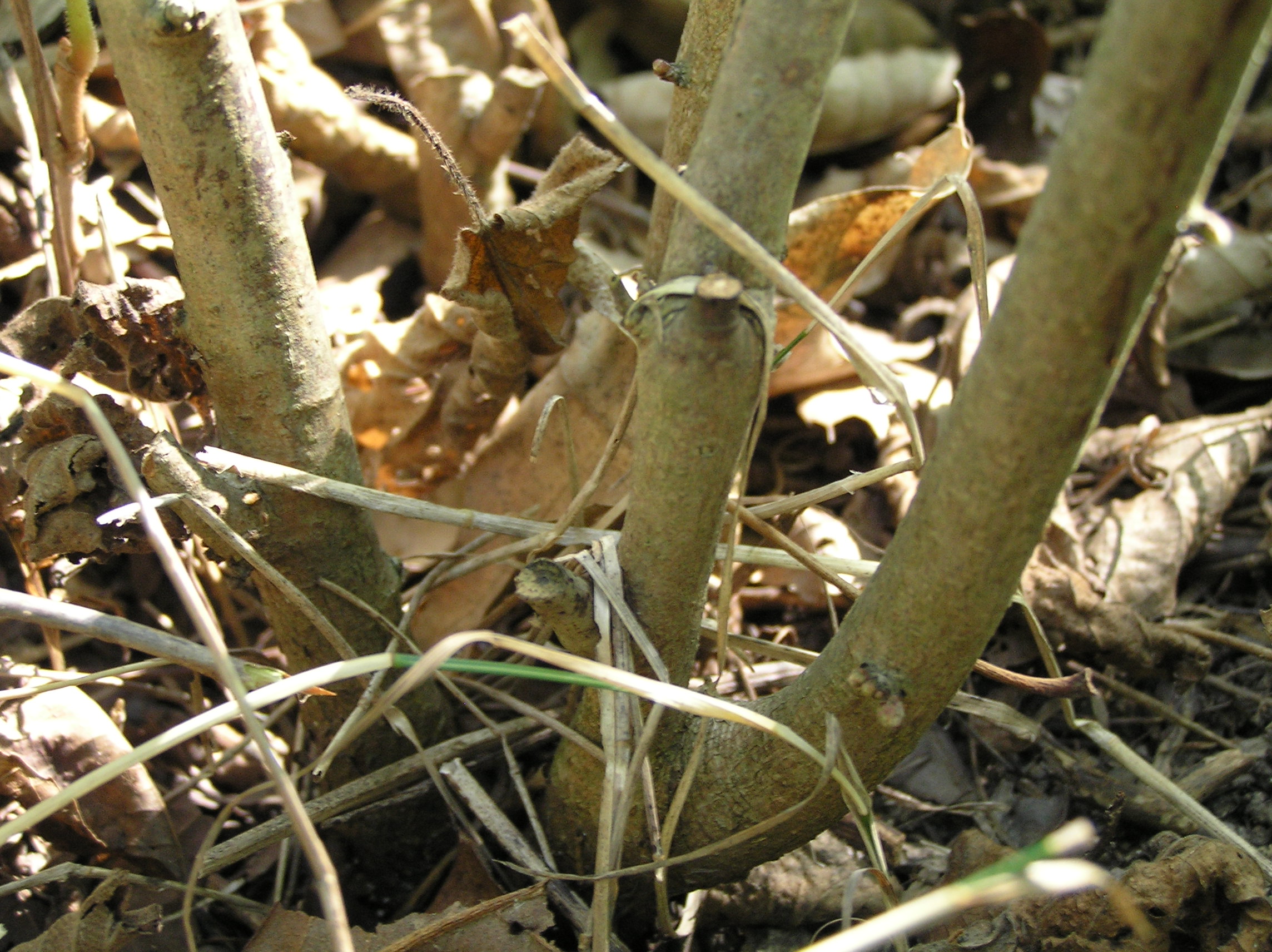 Native Trees of Indiana River Walk