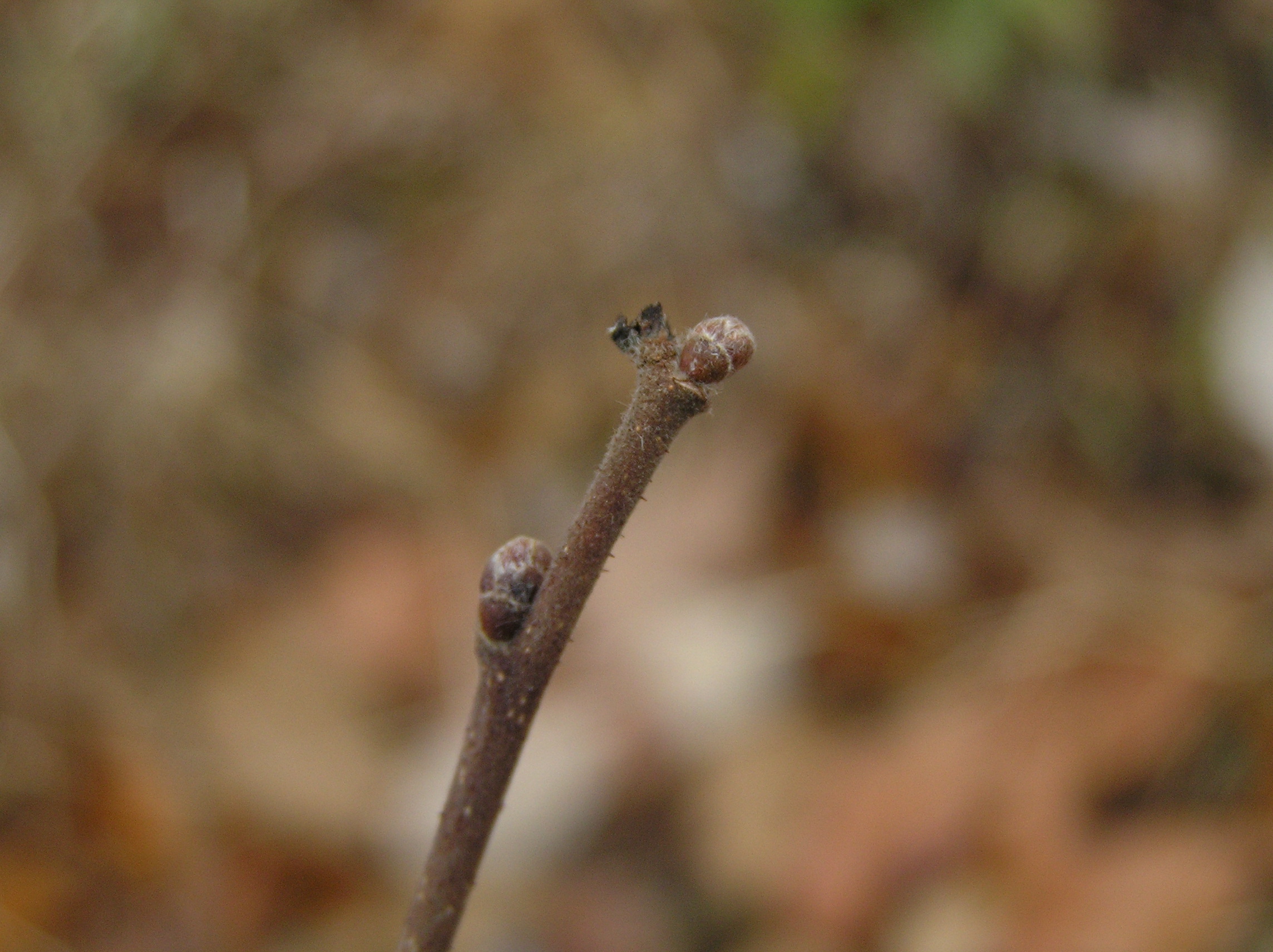Native Trees of Indiana River Walk