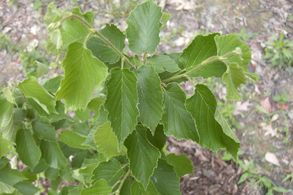 Native Trees of Indiana River Walk