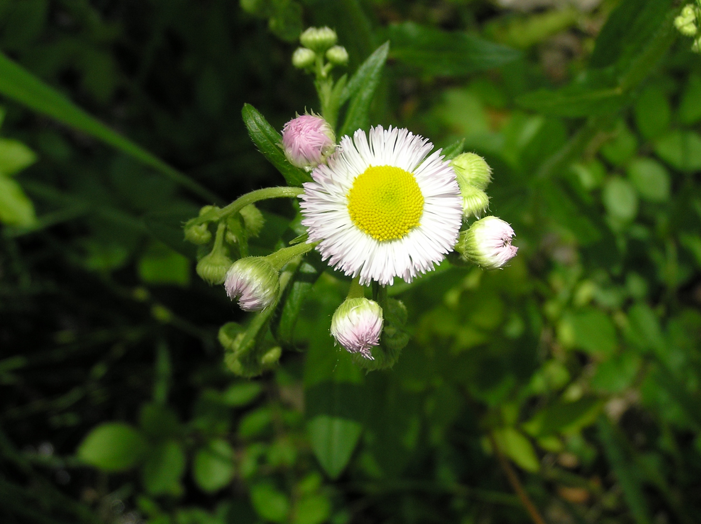 Native Trees of Indiana River Walk