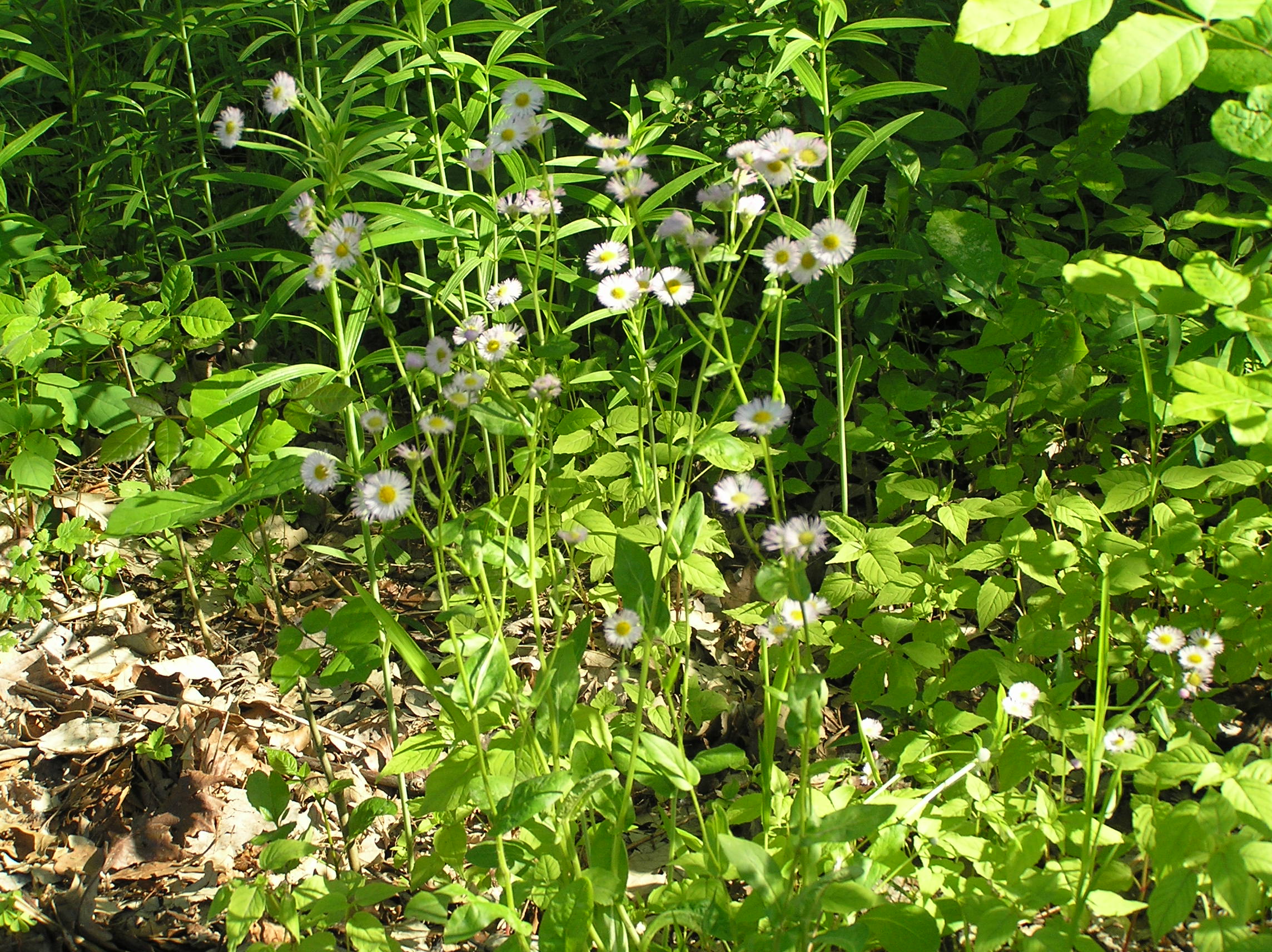 Native Trees of Indiana River Walk