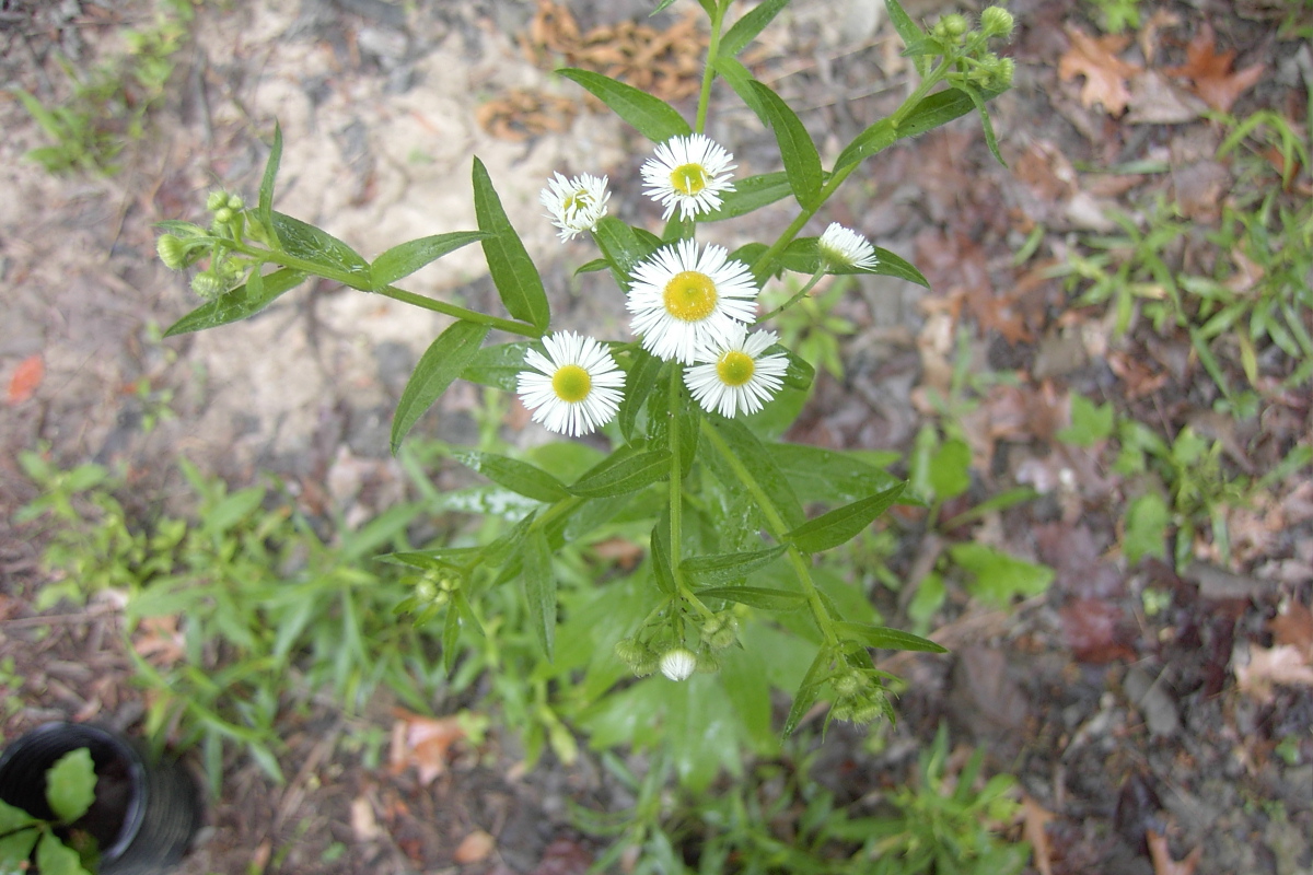 Native Trees of Indiana River Walk
