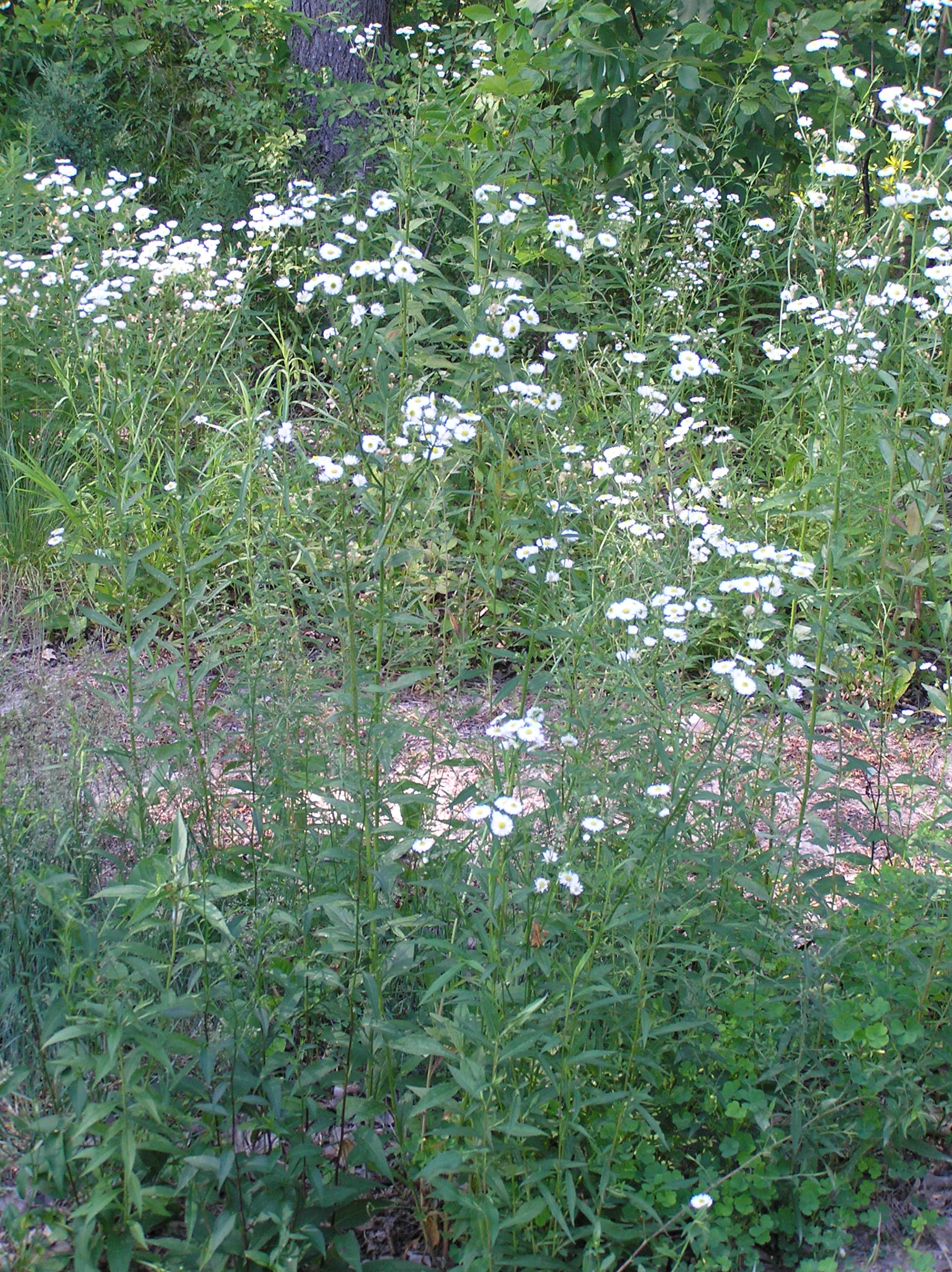 Native Trees of Indiana River Walk