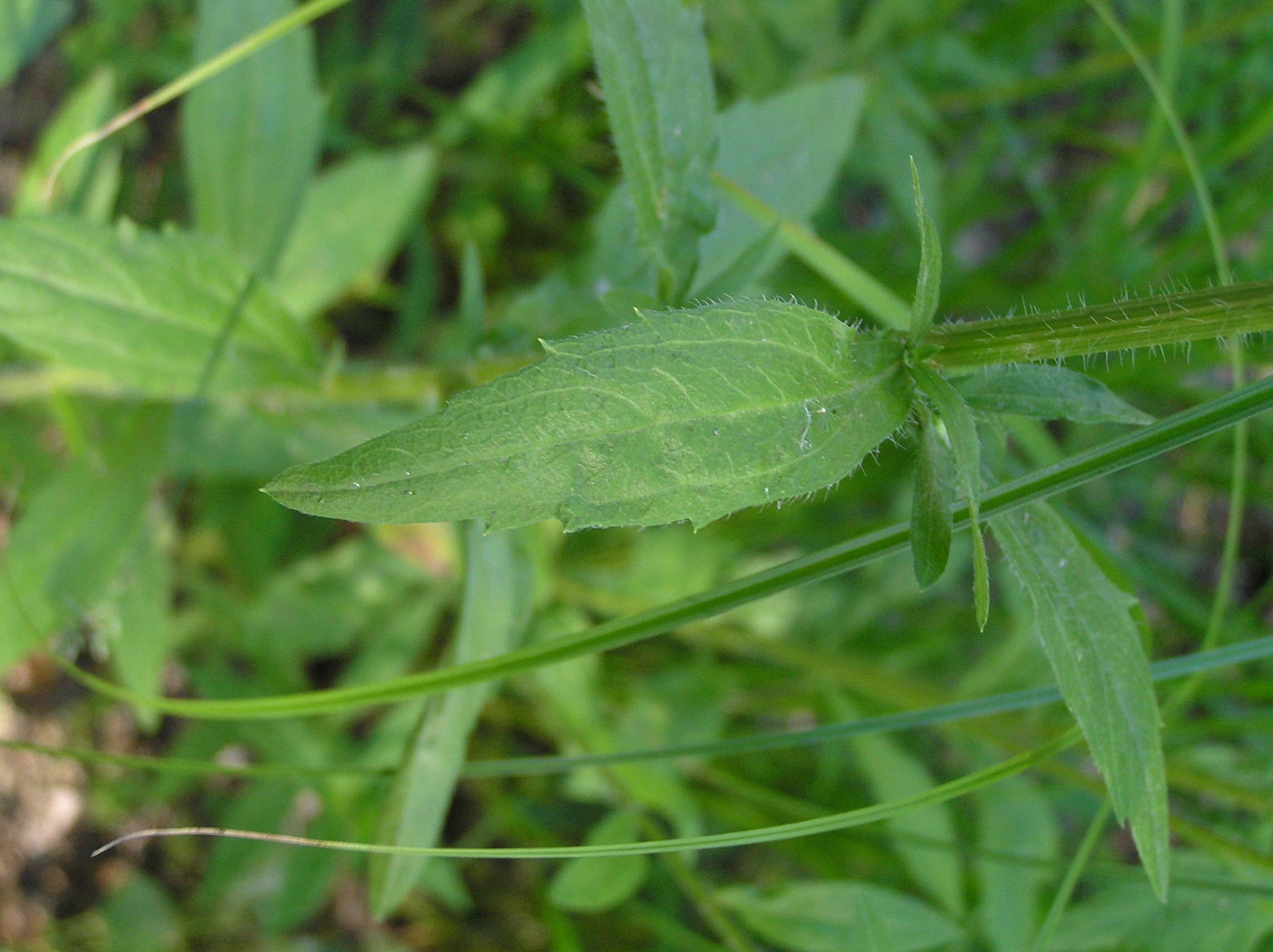 Native Trees of Indiana River Walk