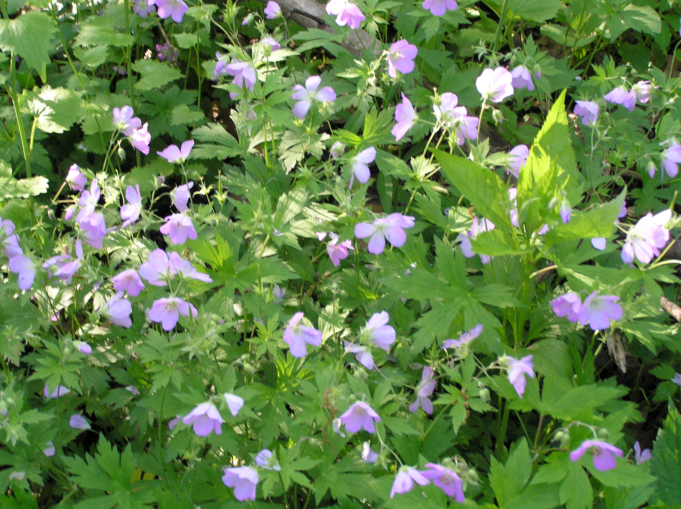 Native Trees of Indiana River Walk
