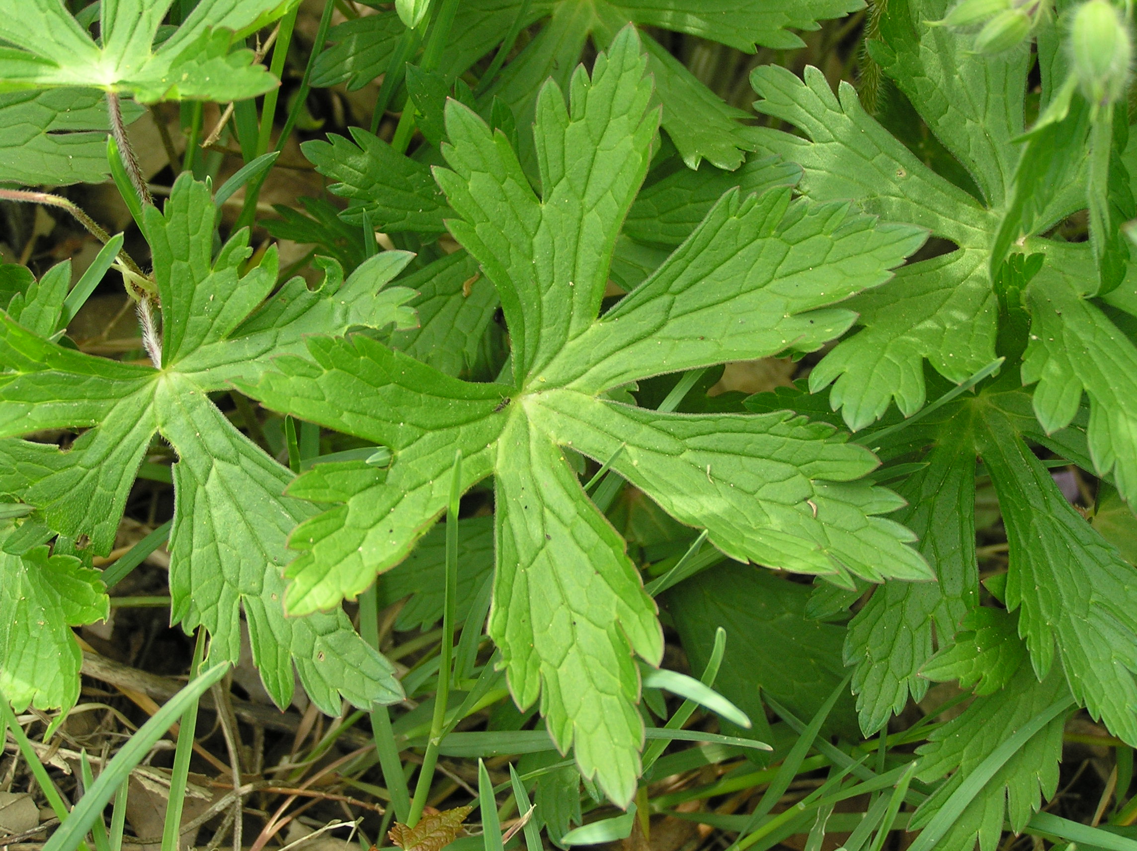Native Trees of Indiana River Walk