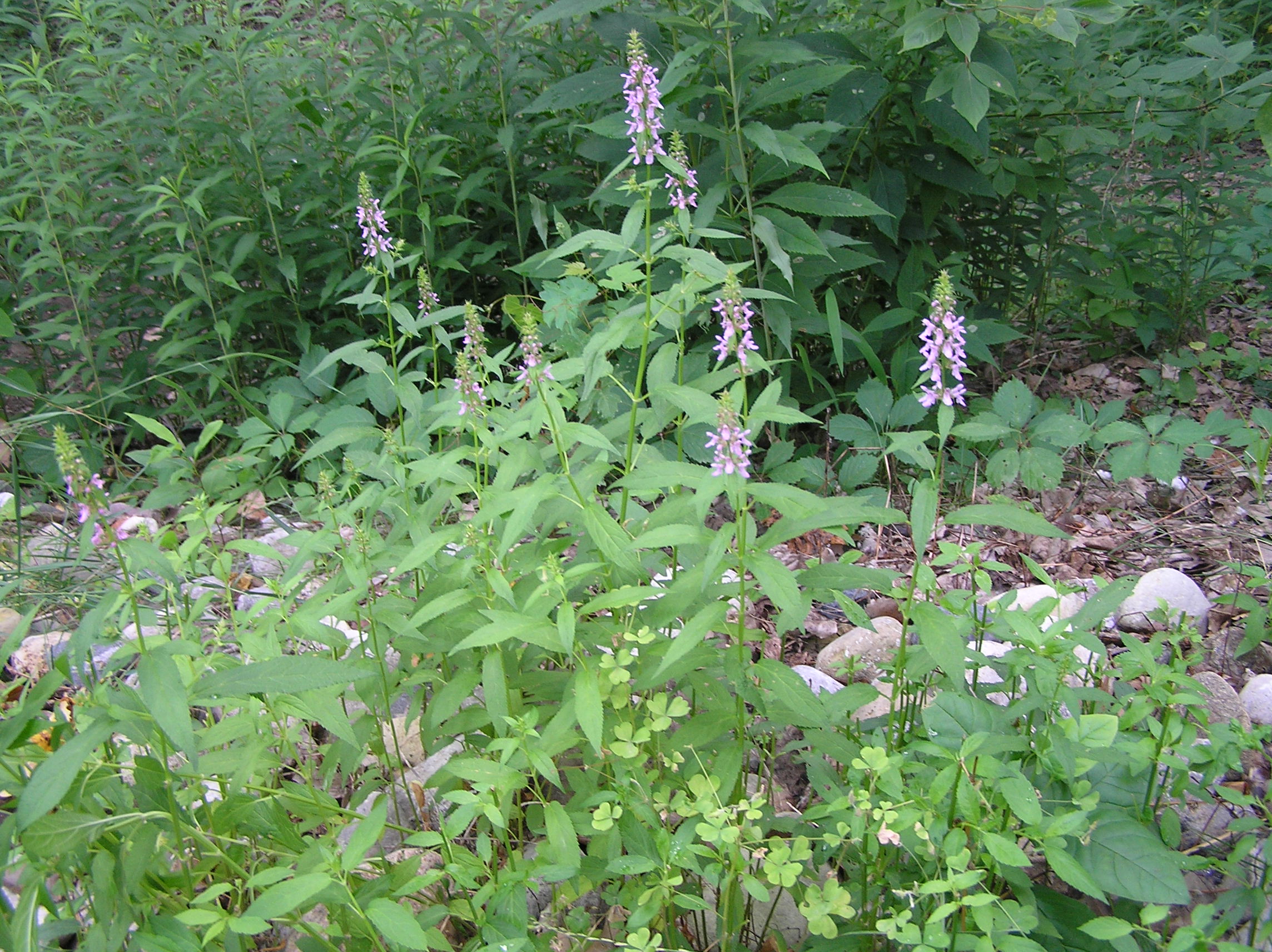 Native Trees of Indiana River Walk