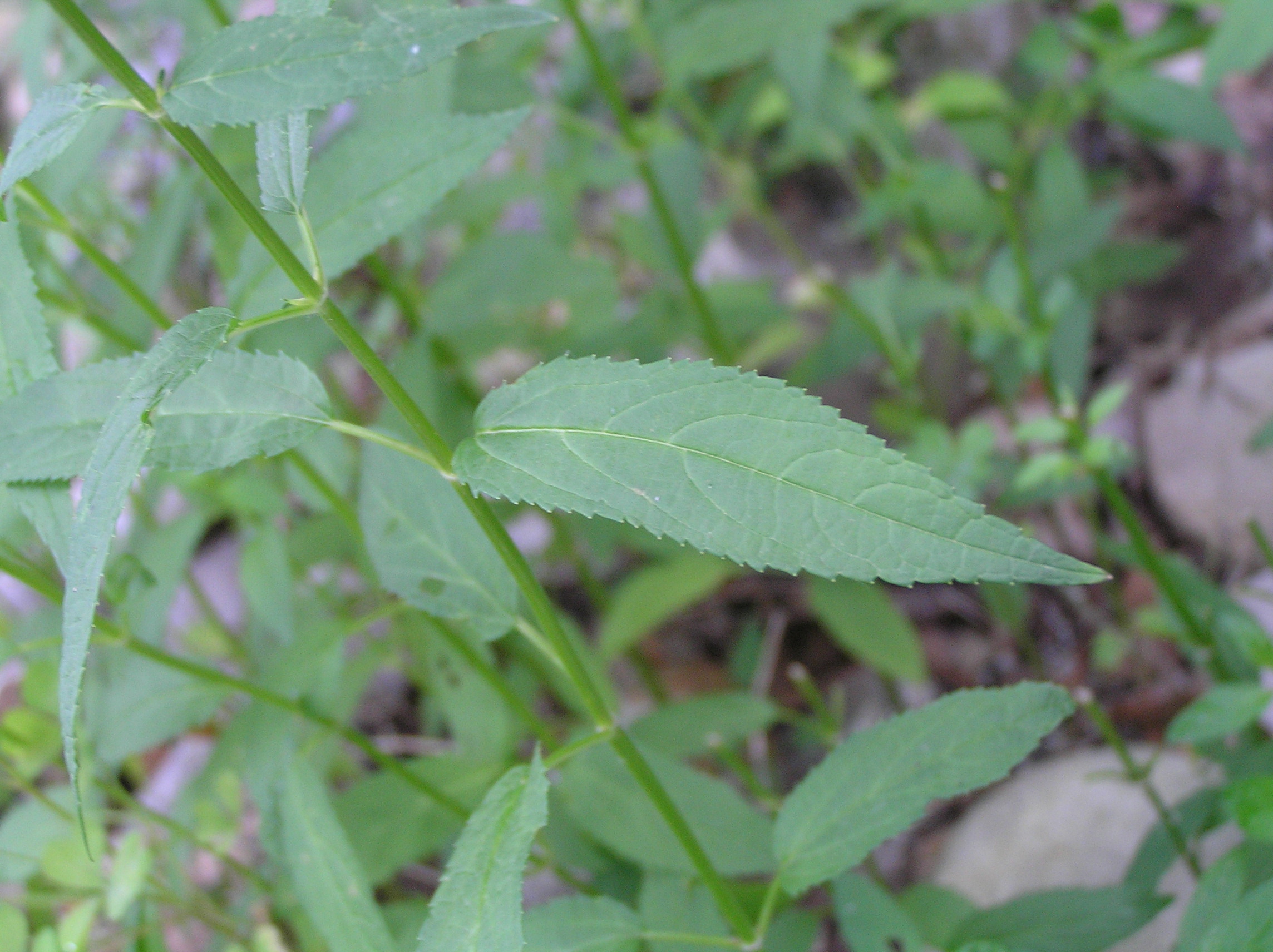 Native Trees of Indiana River Walk