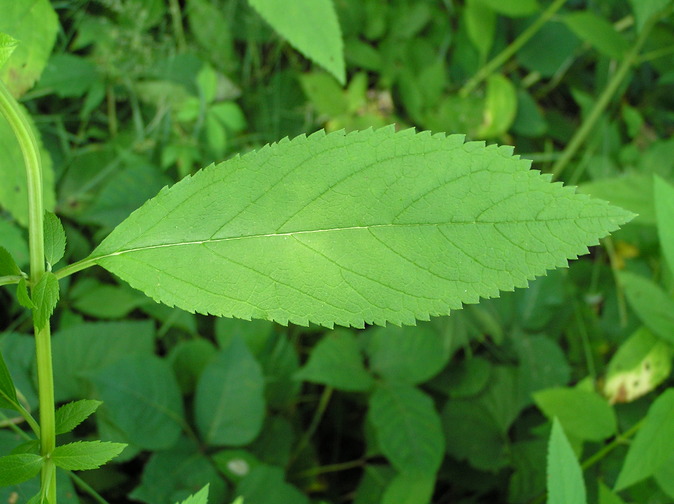 Native Trees of Indiana River Walk