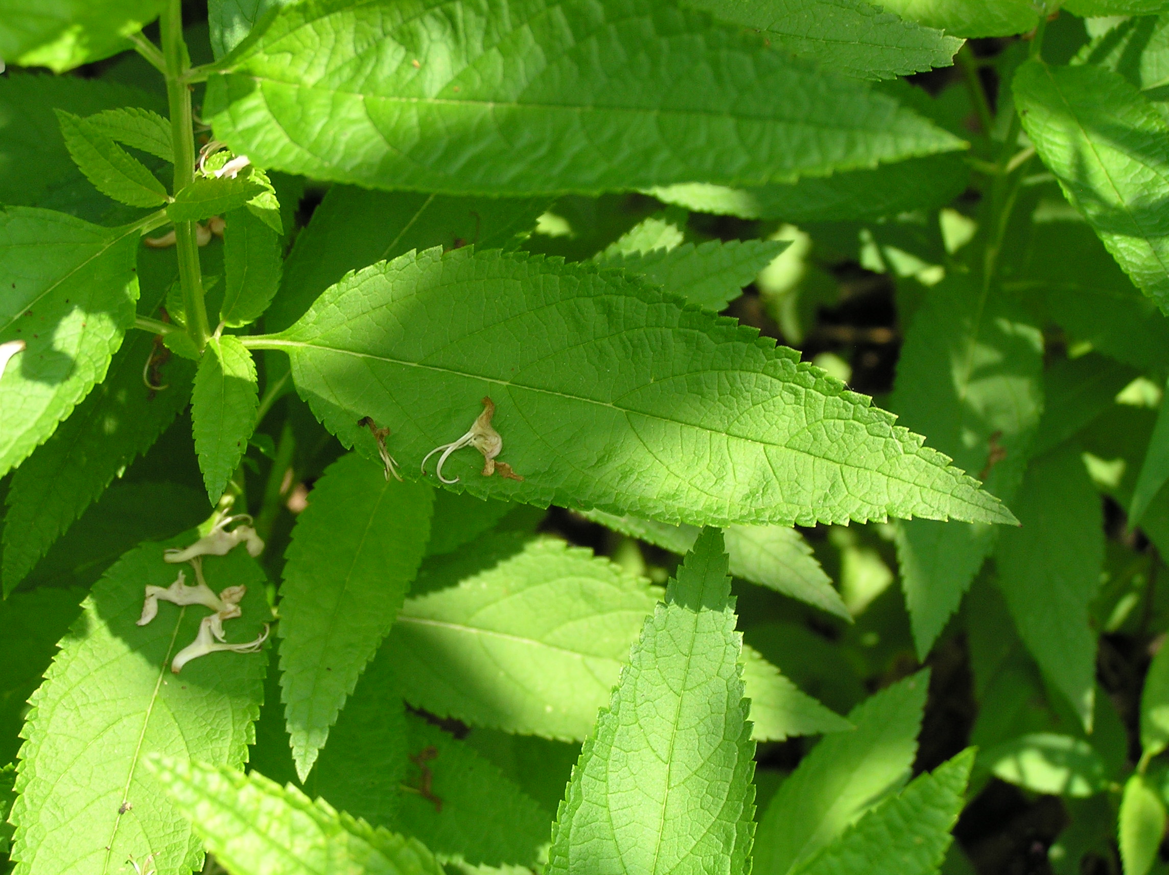 Native Trees of Indiana River Walk