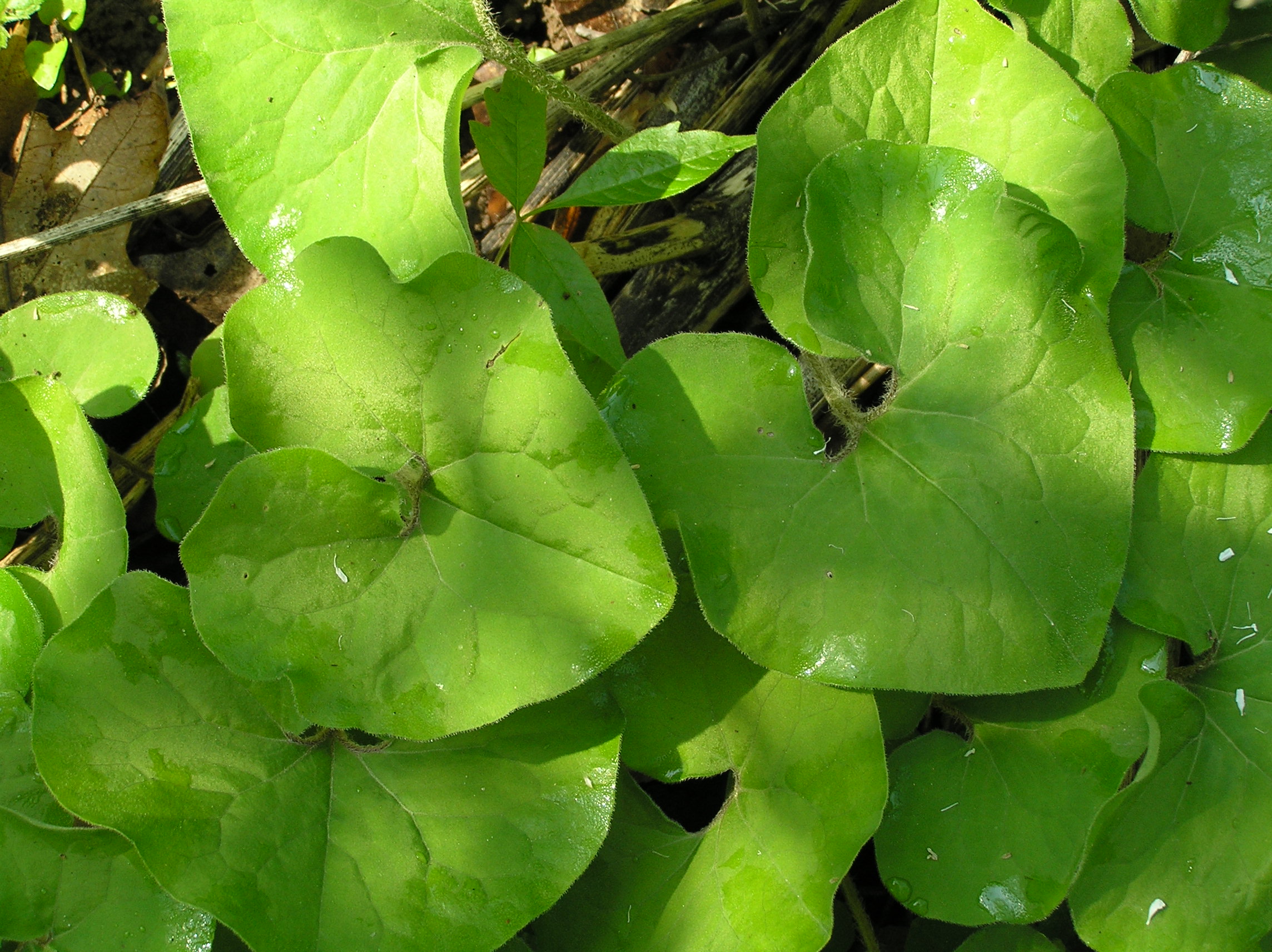 Native Trees of Indiana River Walk