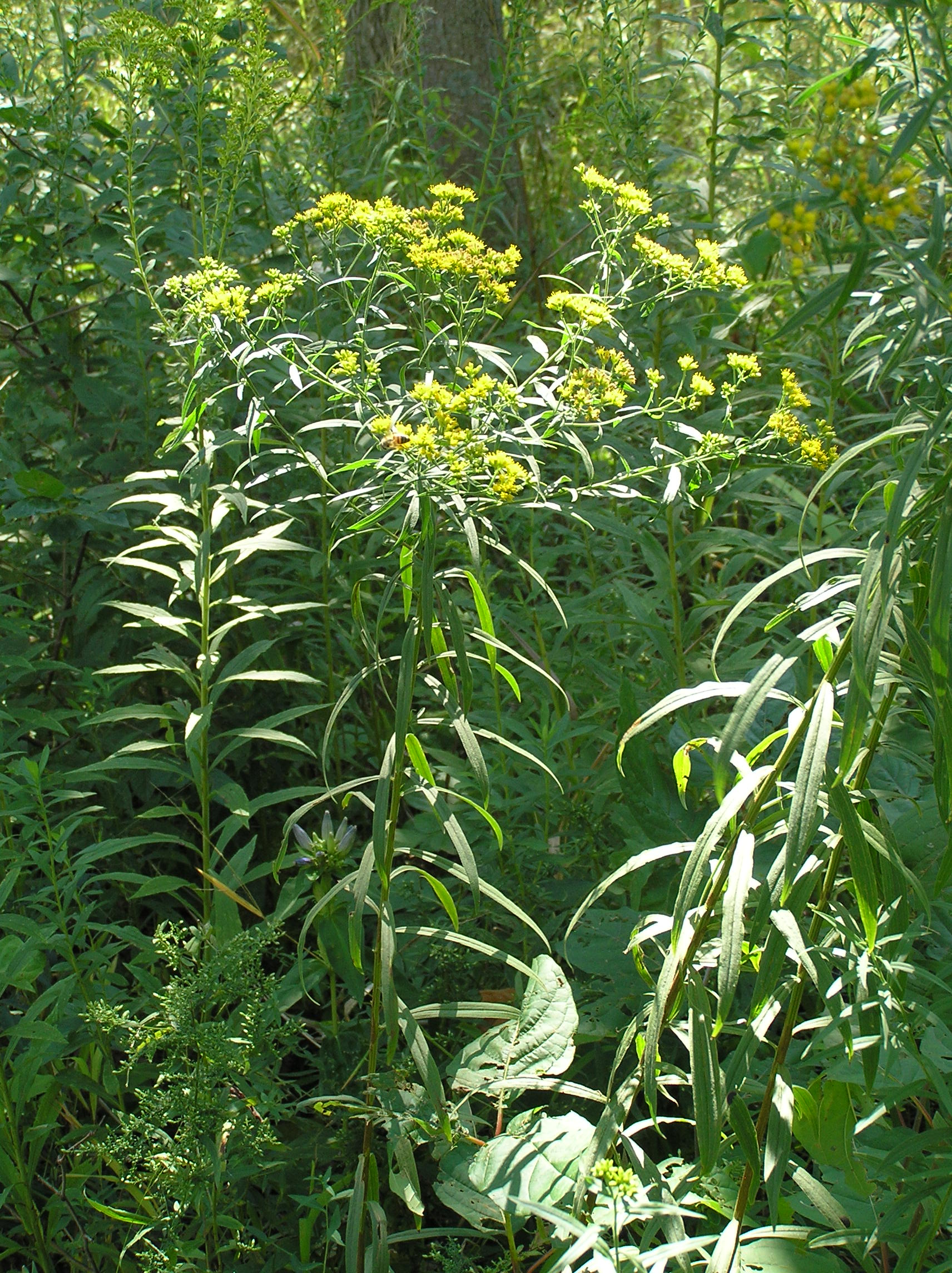 Native Trees of Indiana River Walk