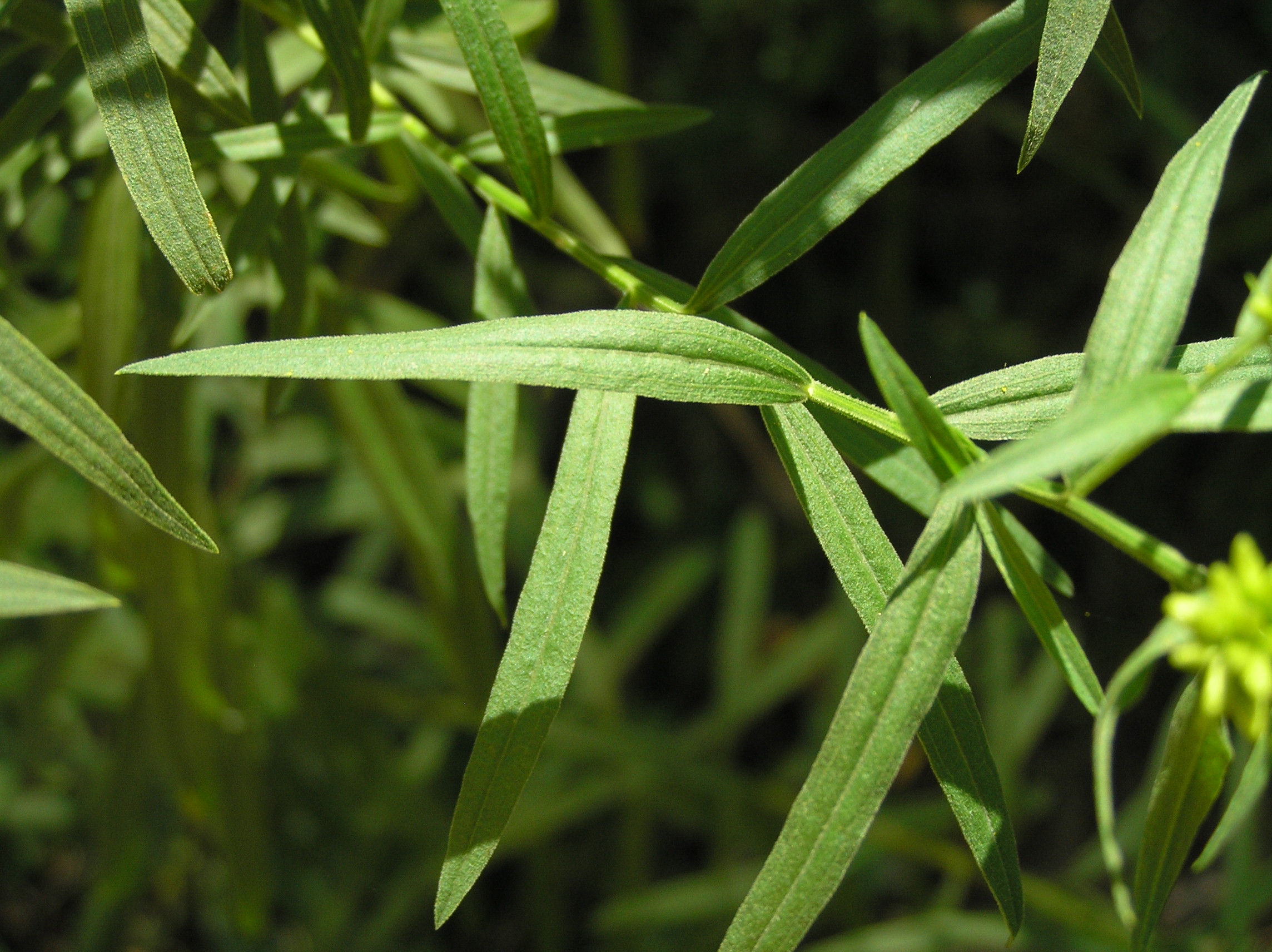 Native Trees of Indiana River Walk