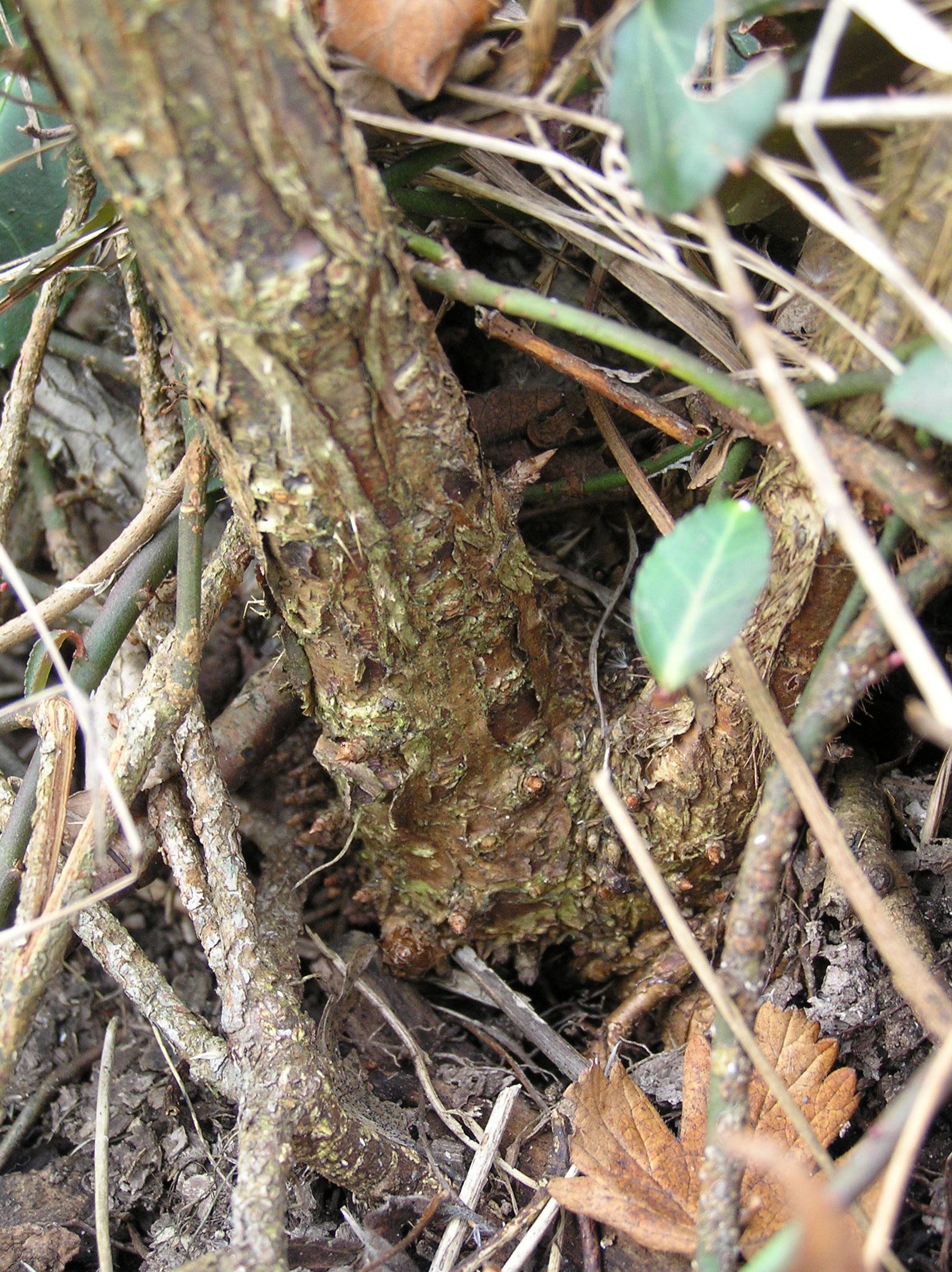 Native Trees of Indiana River Walk