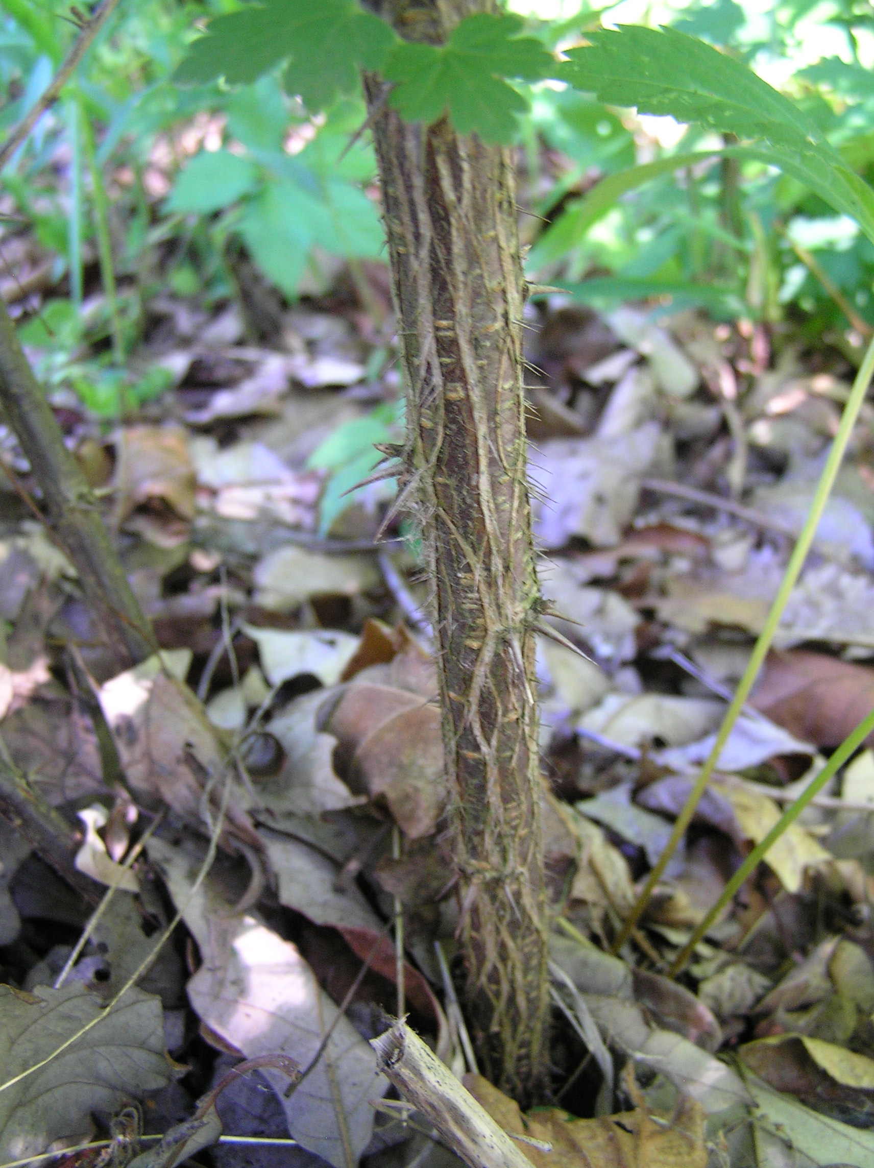Native Trees of Indiana River Walk