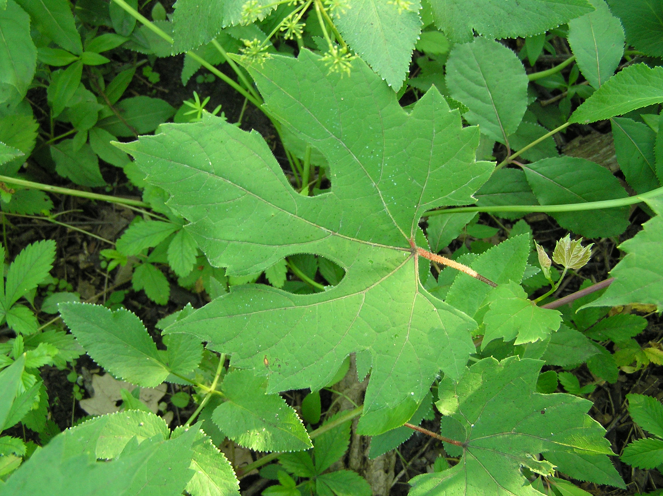 Native Trees of Indiana River Walk