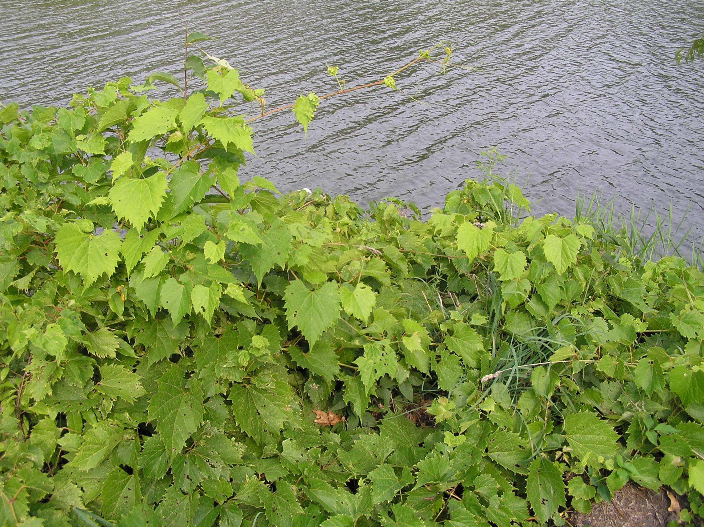 Native Trees of Indiana River Walk