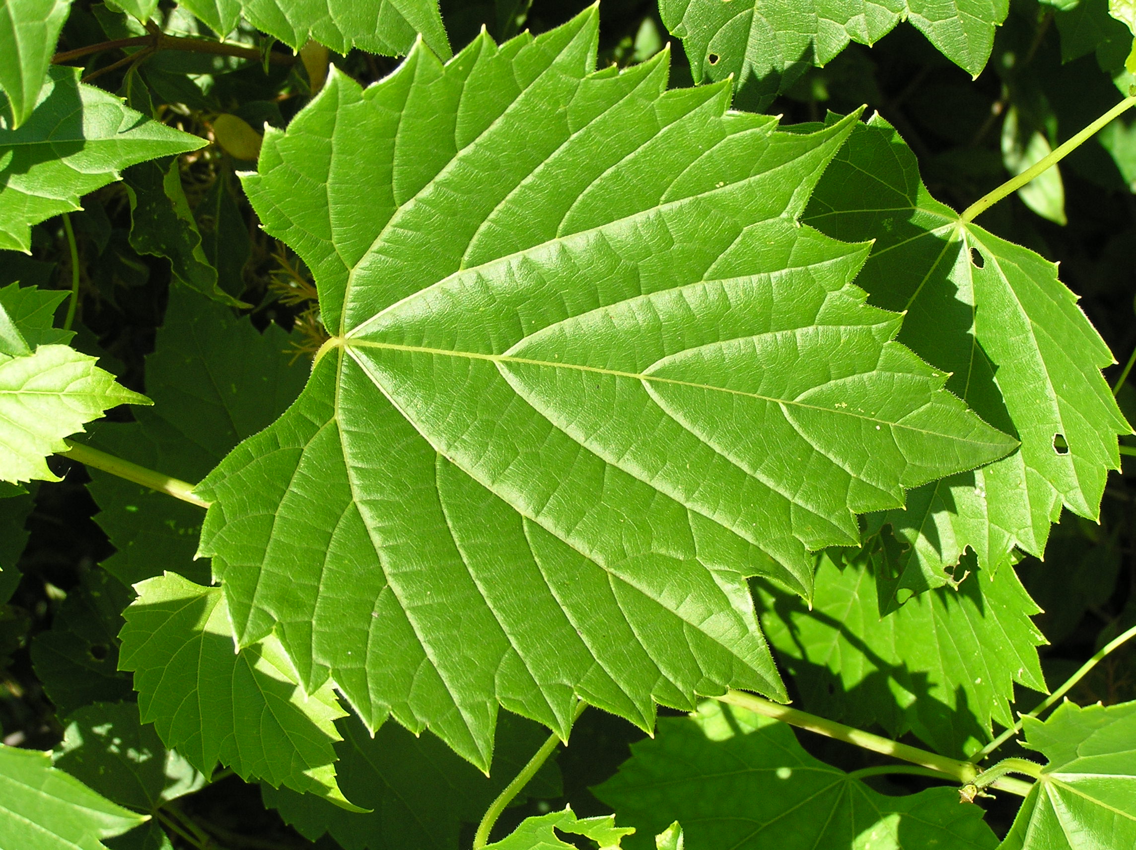Native Trees of Indiana River Walk