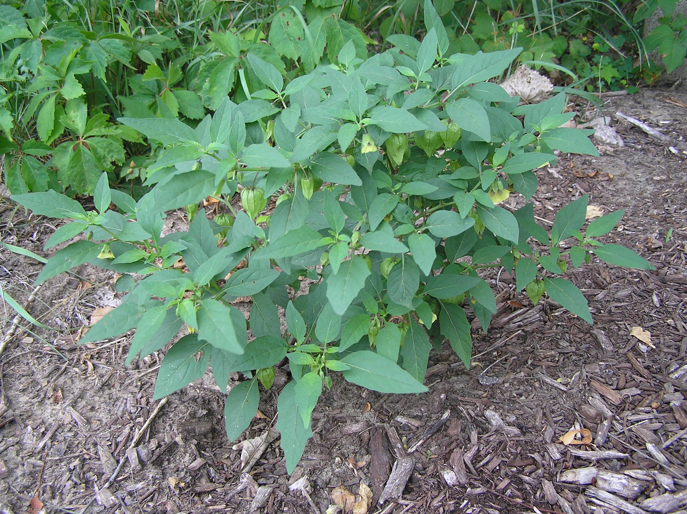 Native Trees of Indiana River Walk