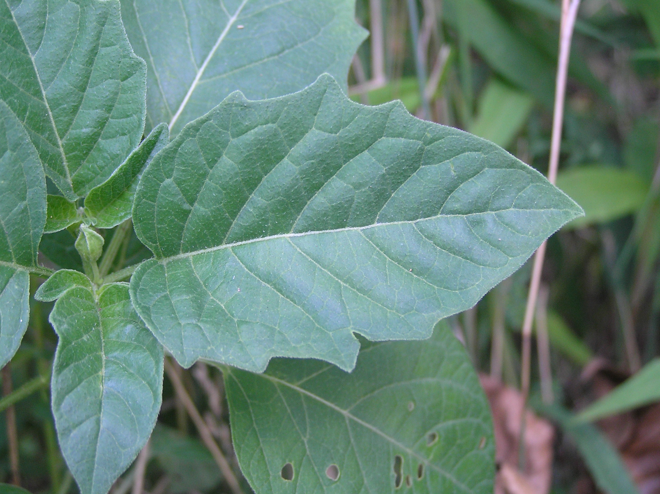 Native Trees of Indiana River Walk