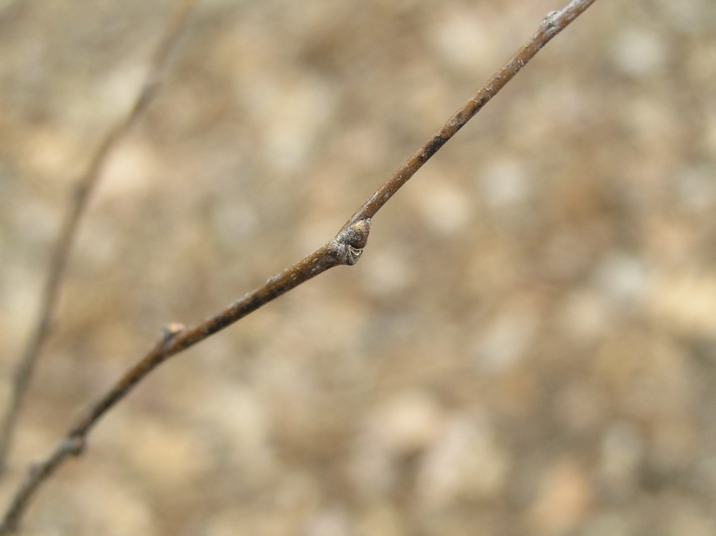 Native Trees of Indiana River Walk