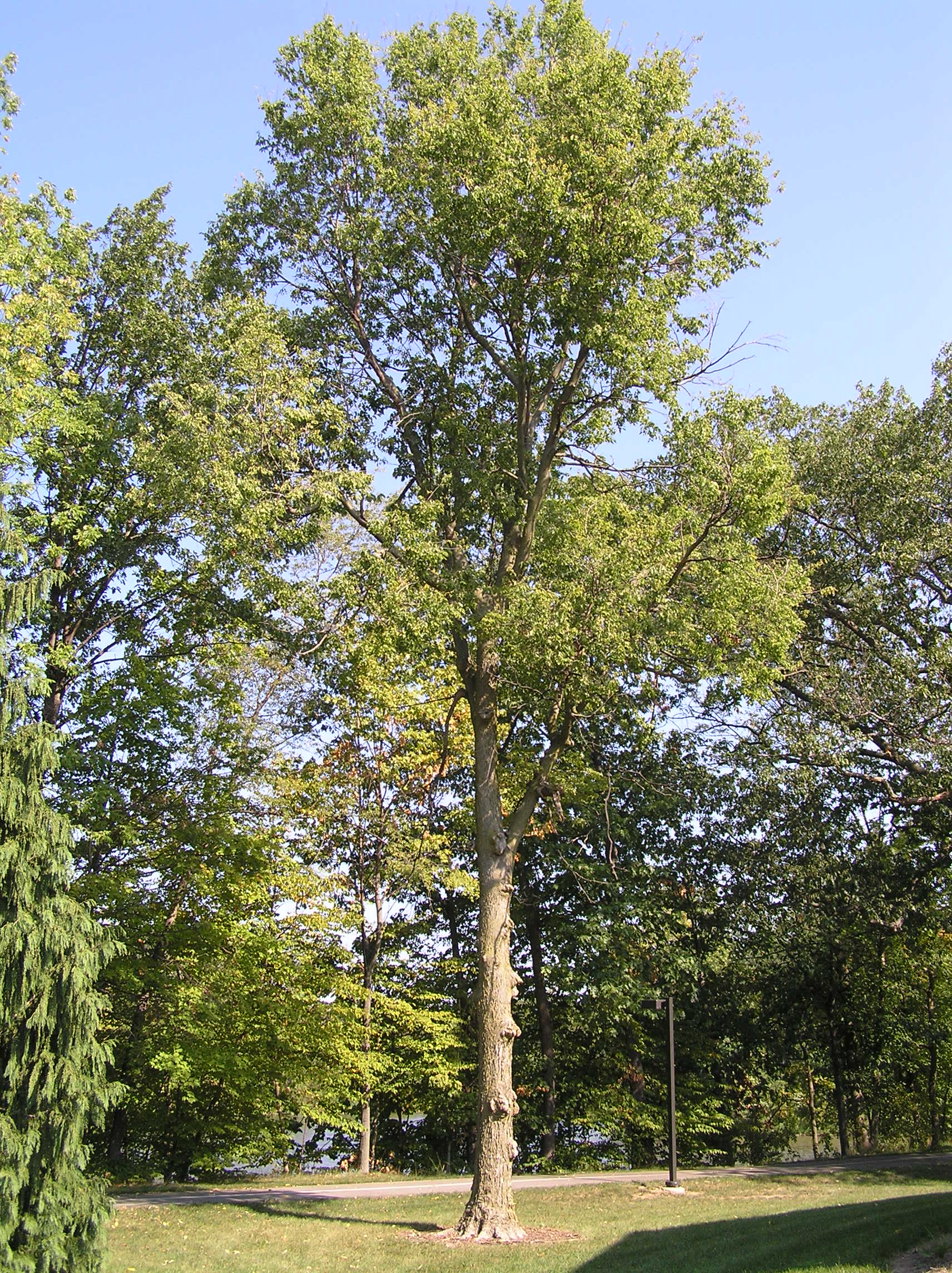 Native Trees of Indiana River Walk