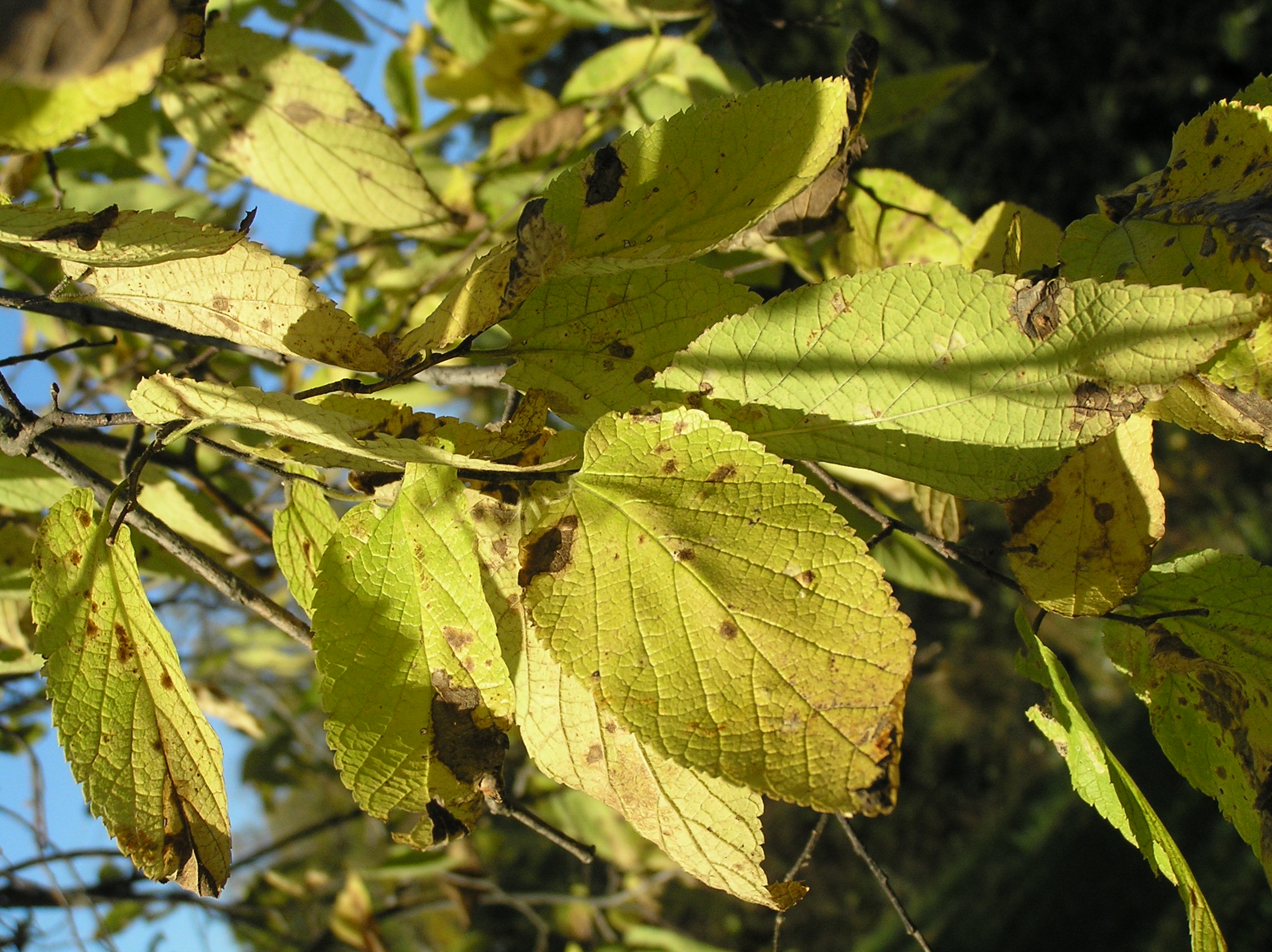 Native Trees of Indiana River Walk
