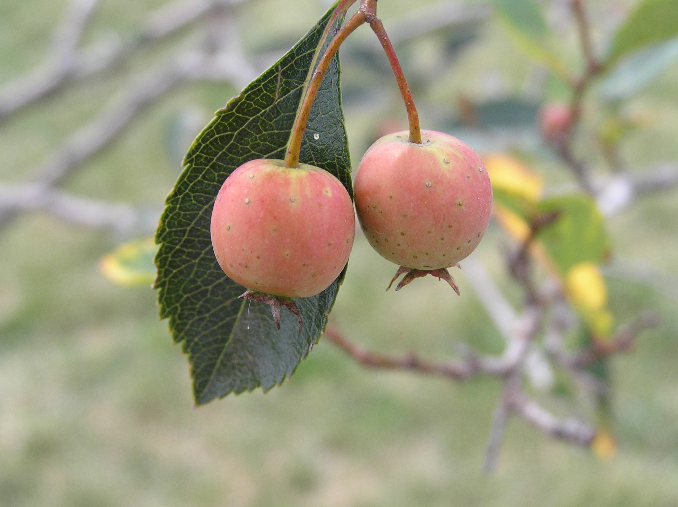 Native Trees of Indiana River Walk