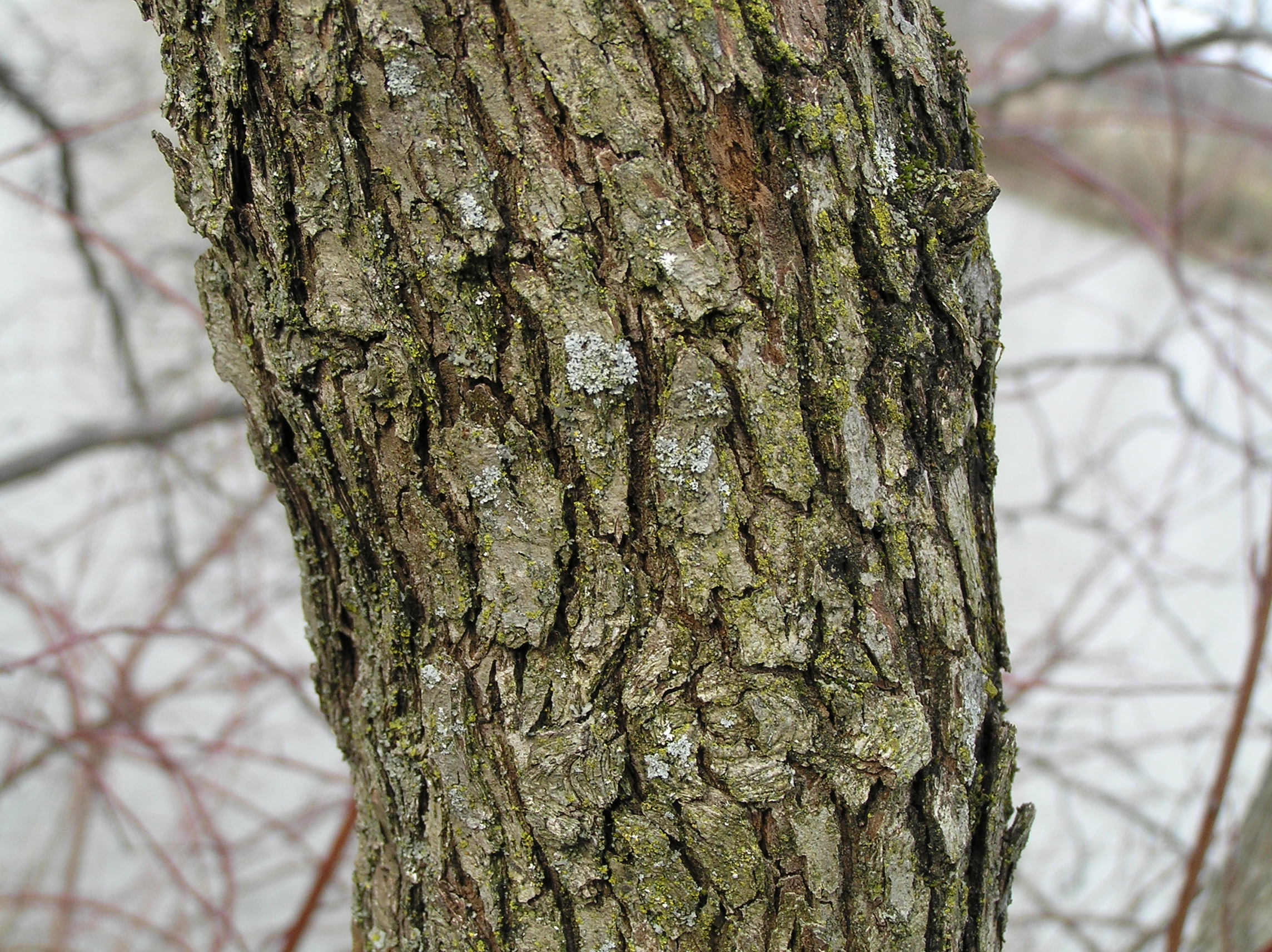 Native Trees of Indiana River Walk